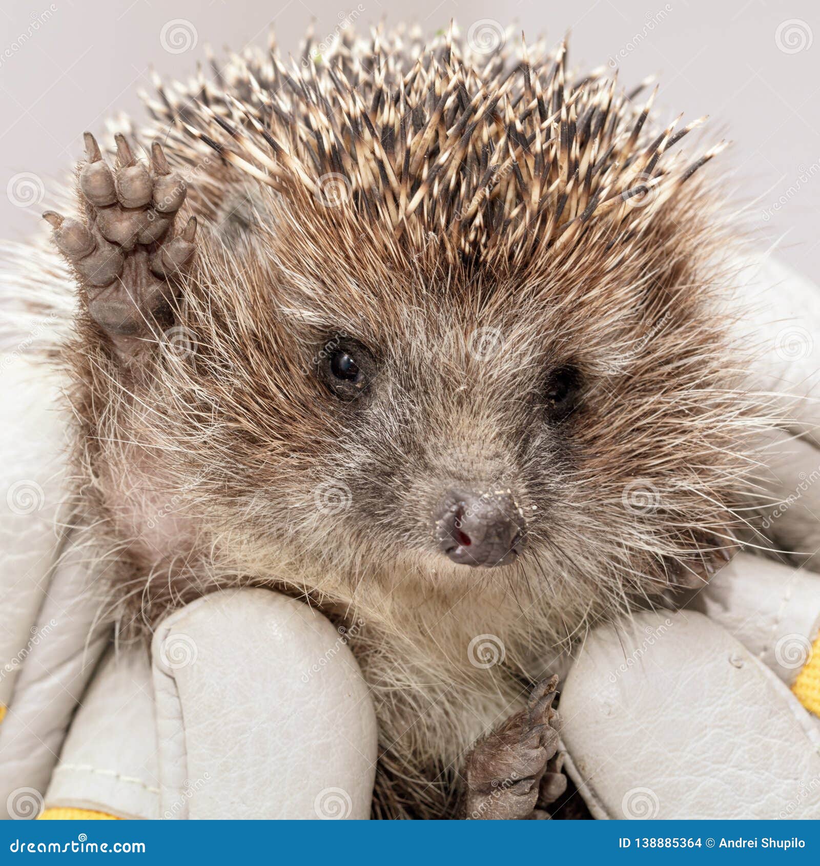 Portrait of a Hedgehog in the Hands Stock Photo - Image of nature ...