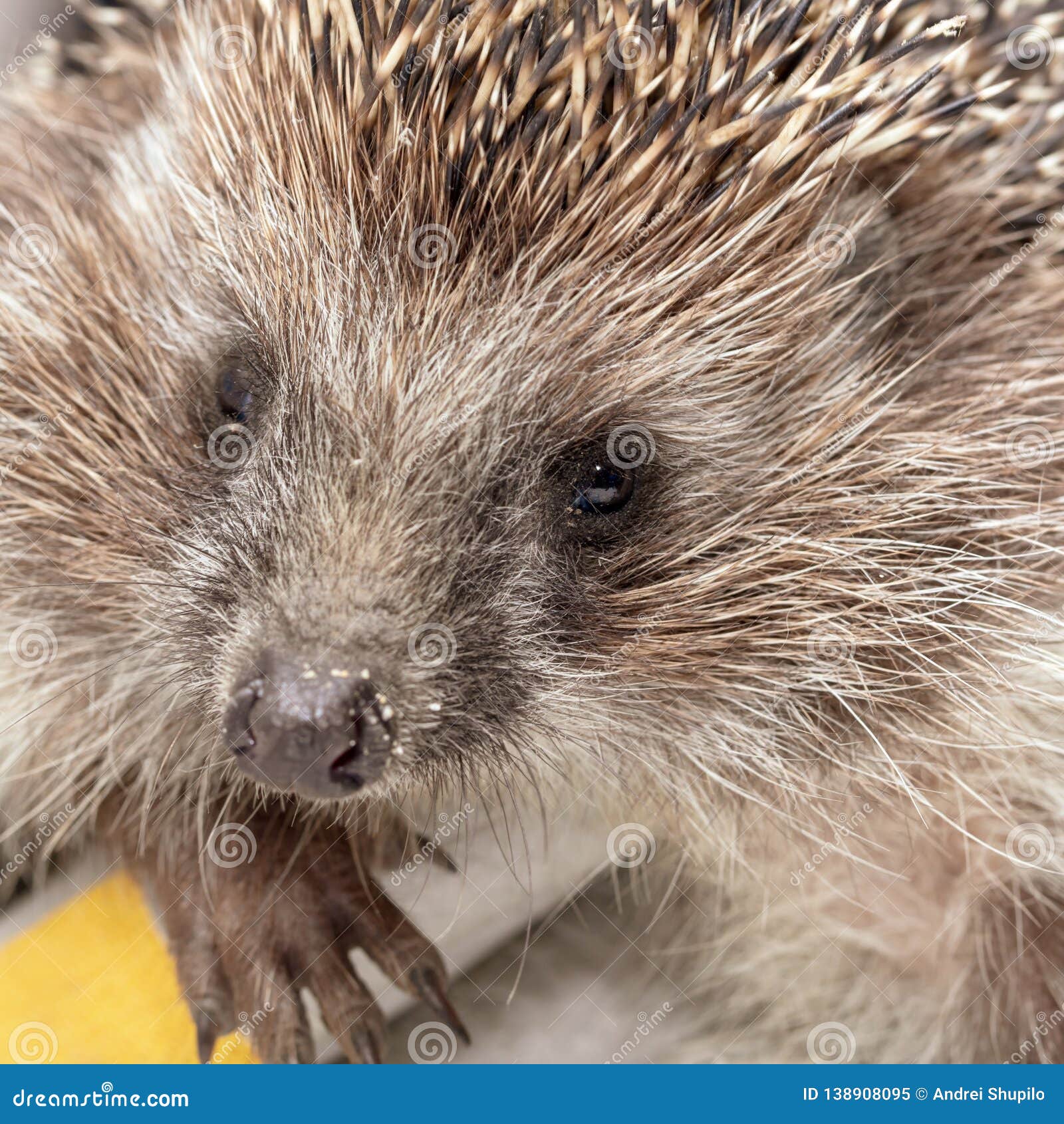 Portrait of a Hedgehog in the Hands Stock Image - Image of animal ...