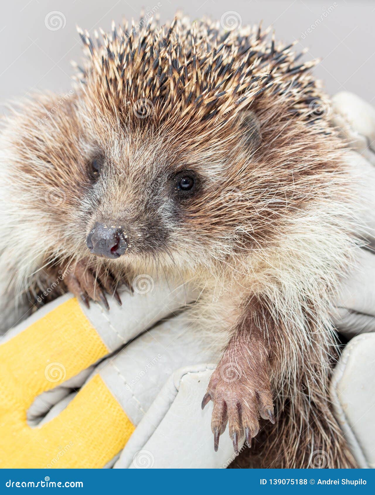 Portrait of a Hedgehog in the Hands Stock Photo - Image of wildlife ...