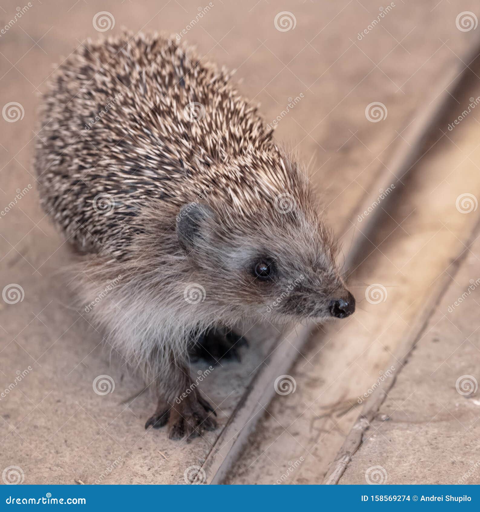 Portrait of a Hedgehog in a Zoo Stock Photo - Image of grass, needle ...