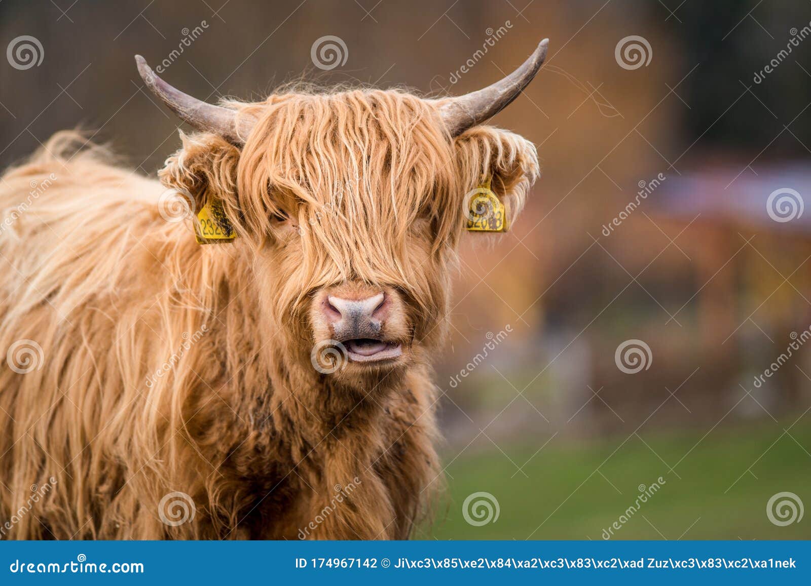 Portrait of a Heifer Cow from Scotland Stock Photo - Image of ...