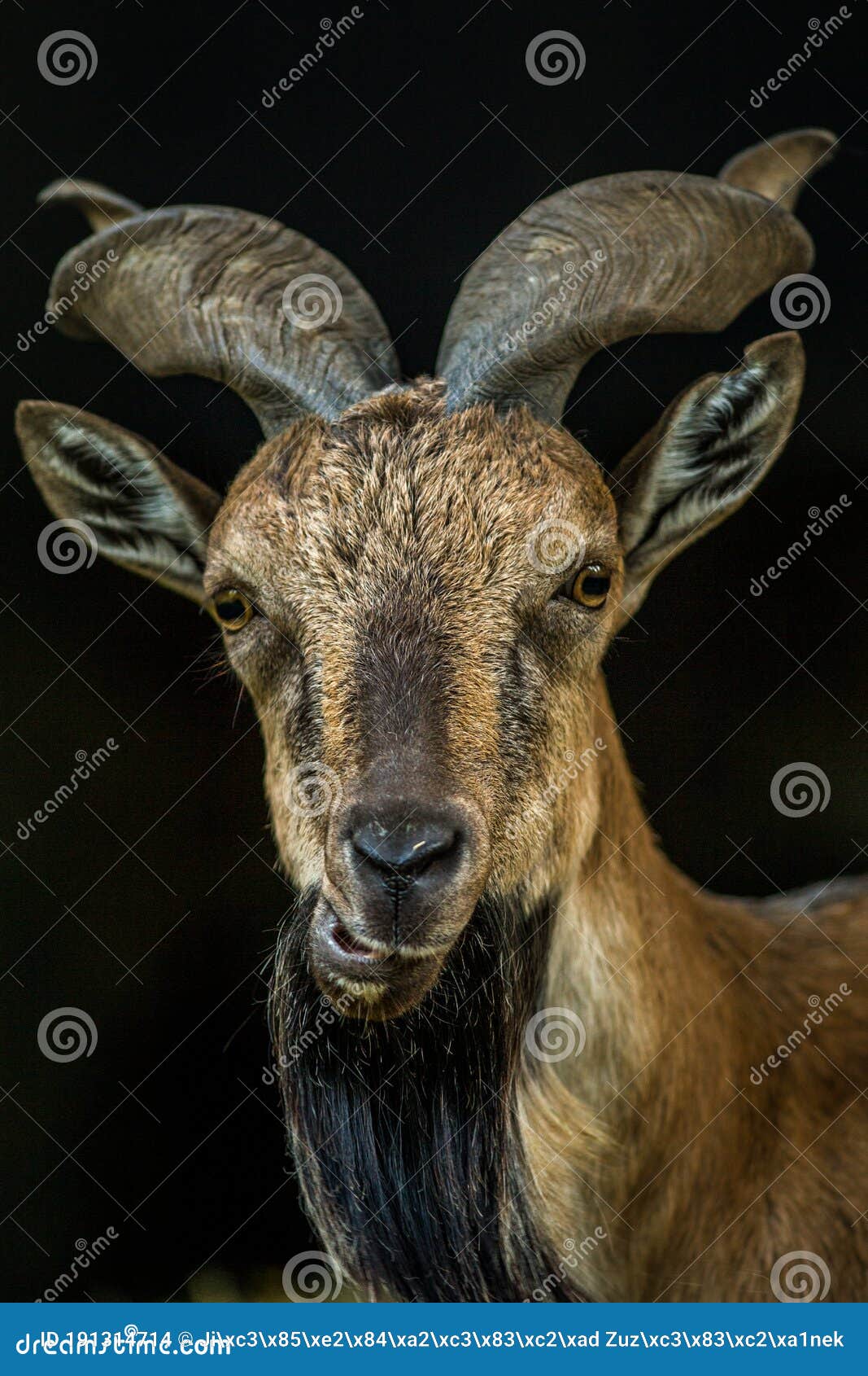 Portrait of a helix goat stock photo. Image of meadow - 191314714