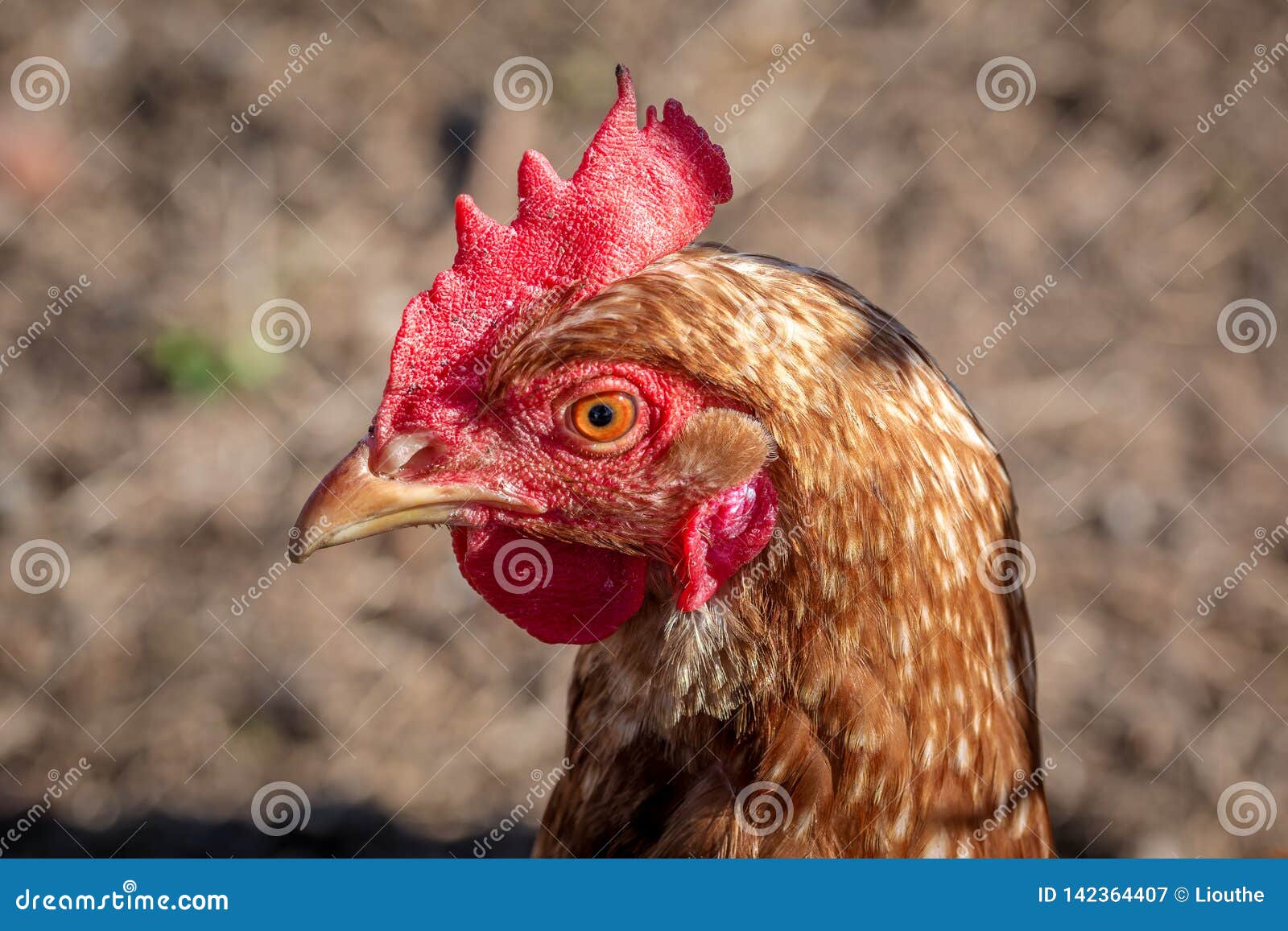 Portrait of a hen stock image. Image of arranging, nest - 142364407