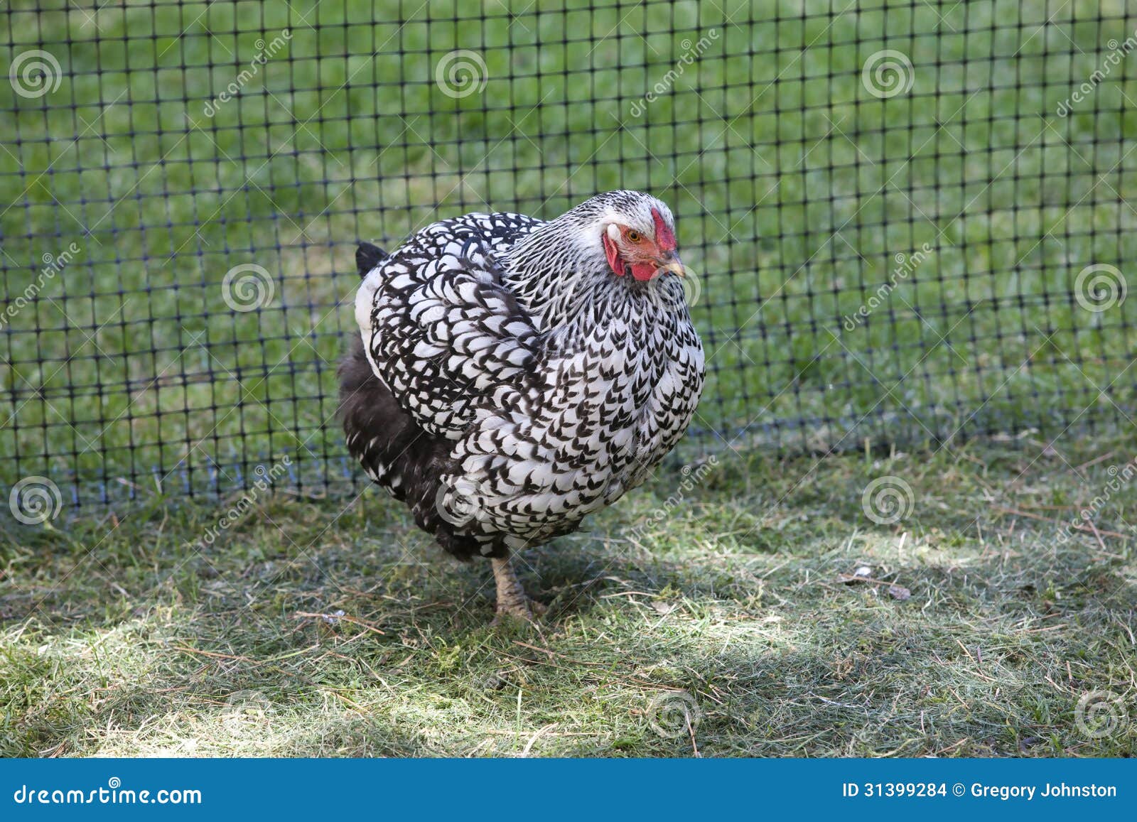 Portrait of Hen in the Grass. Stock Photo - Image of feather, small ...