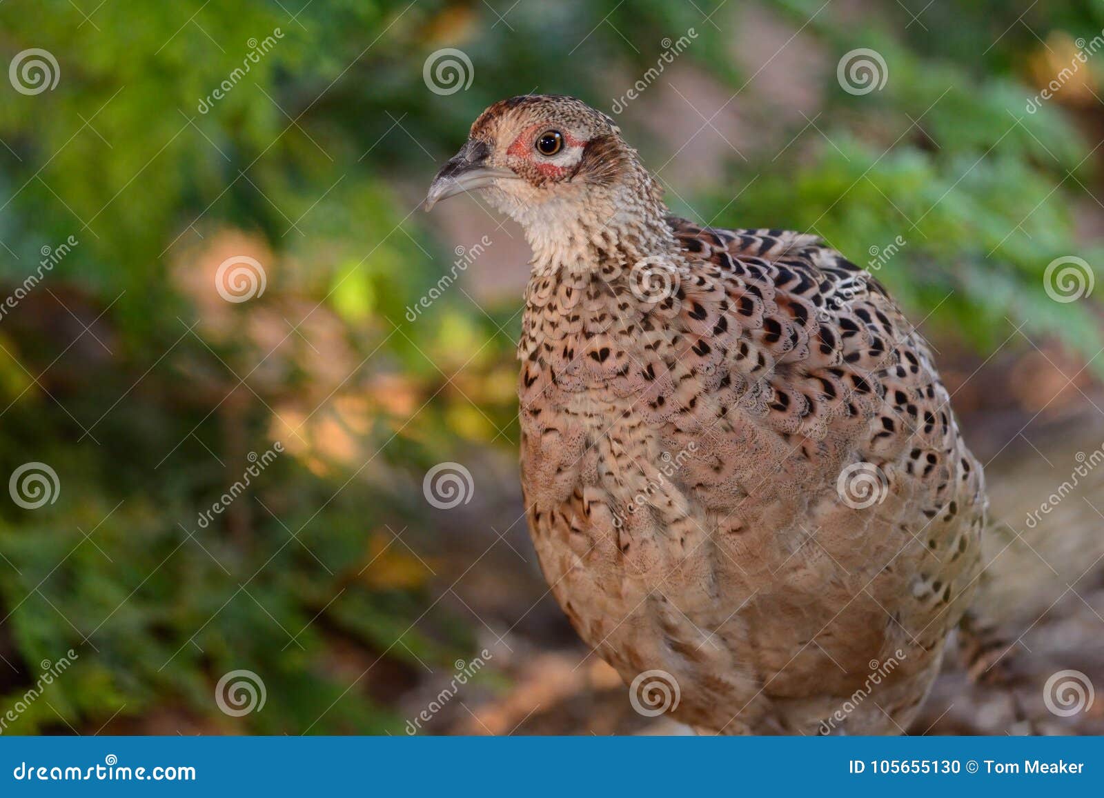 Portrait of a hen pheasant stock photo. Image of natural - 105655130