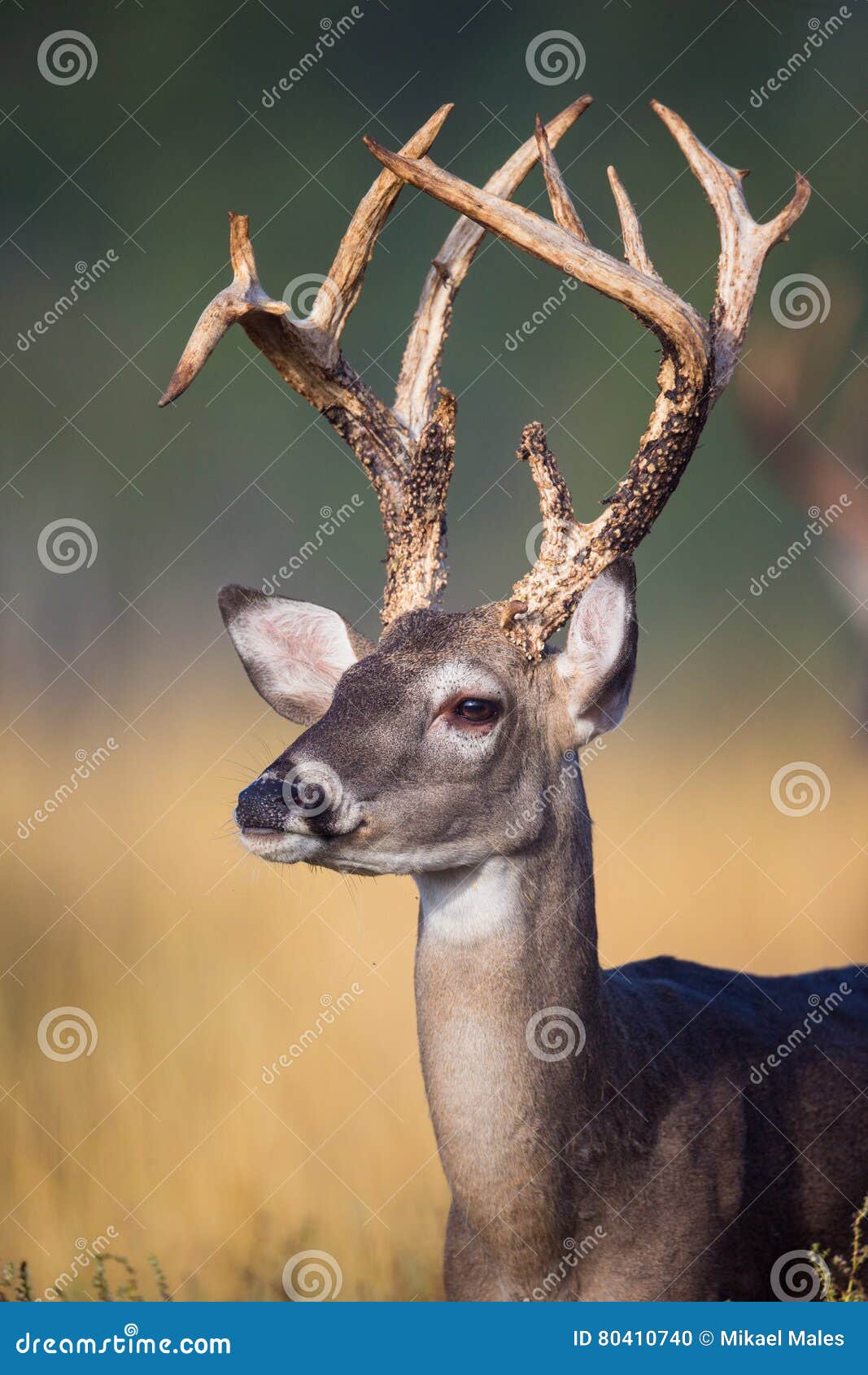 Portrait of High Rack Whitetail Buck Stock Photo - Image of tall, bucks ...