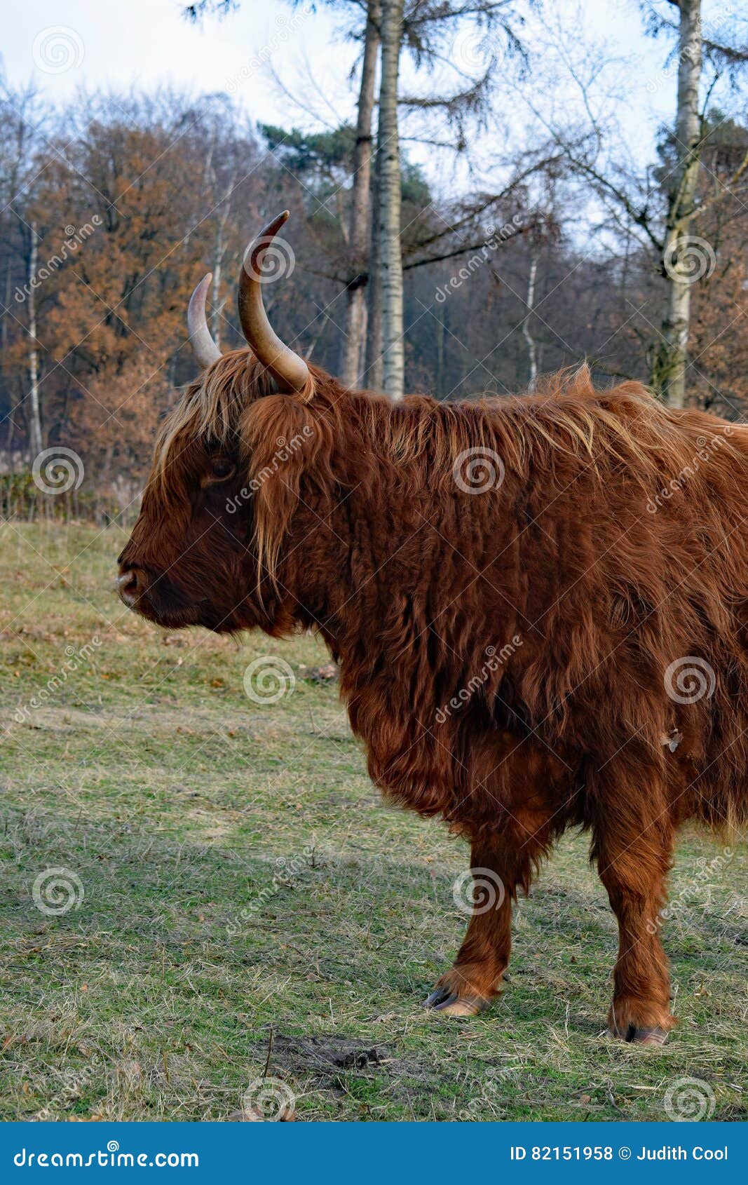 Portrait of a Highland Cow from the Side Stock Photo - Image of cows ...