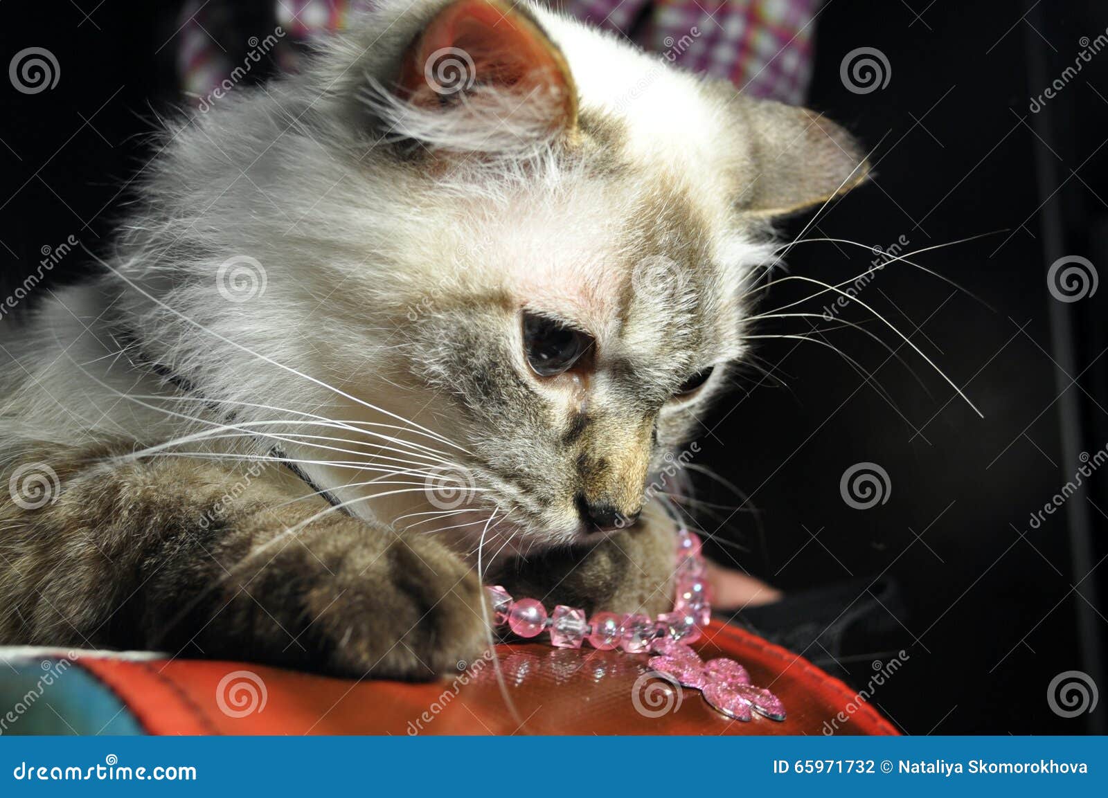 Portrait of Himalayan cat stock photo. Image of closeup - 65971732