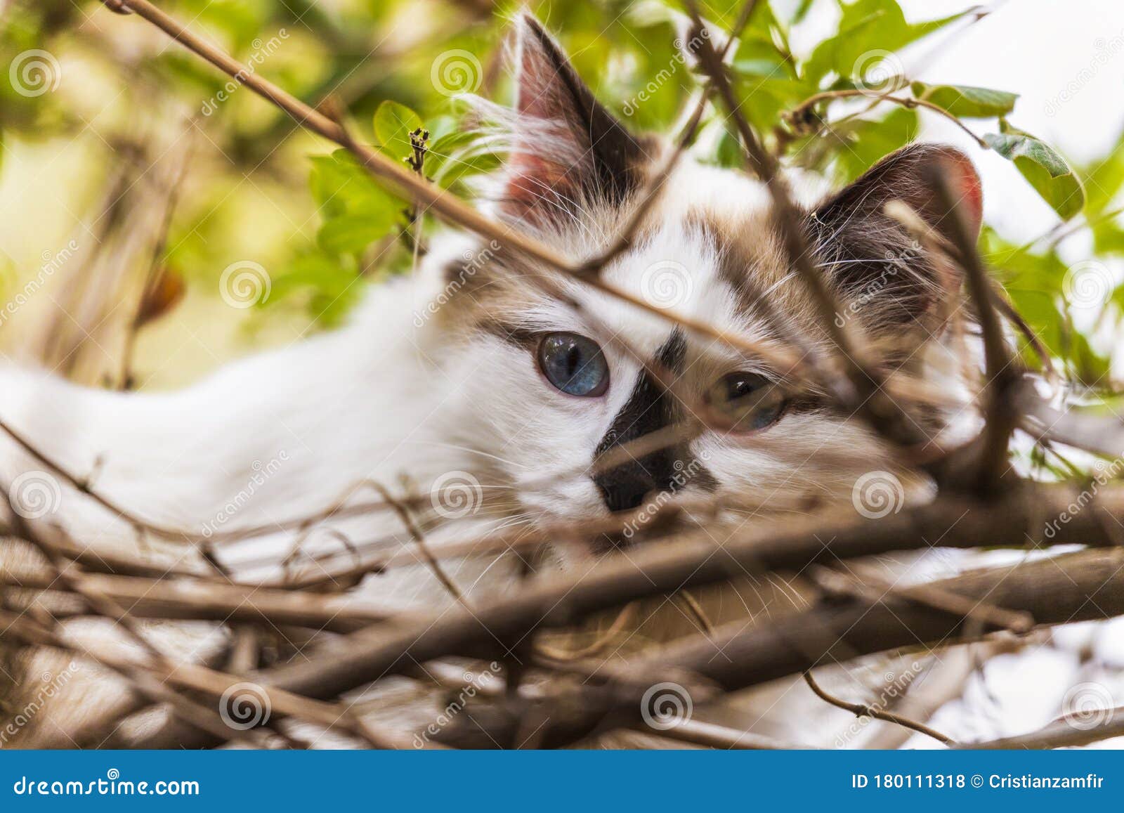 Himalayan Persian Breed Cat Siamese Color Royalty-Free Stock Image ...