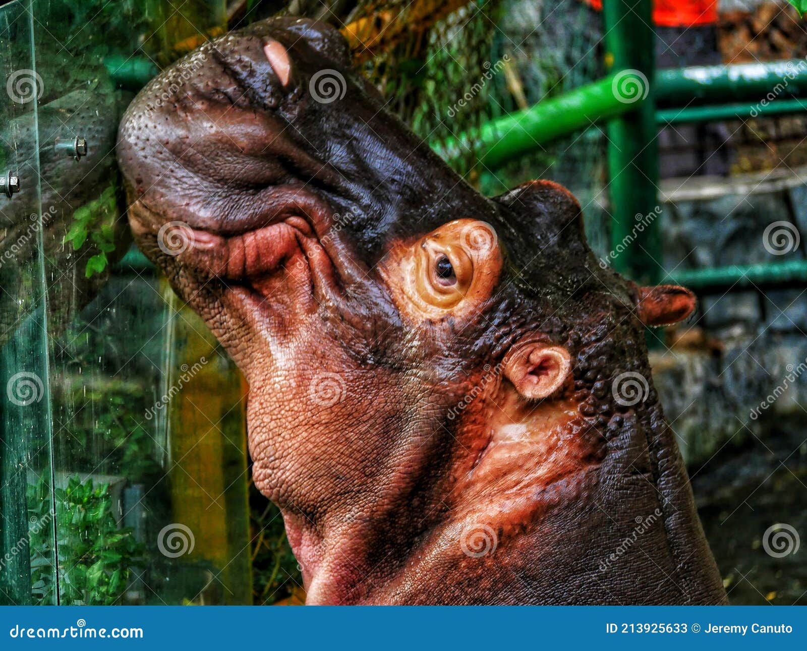 Portrait of hippo stock image. Image of primate, hippo - 213925633