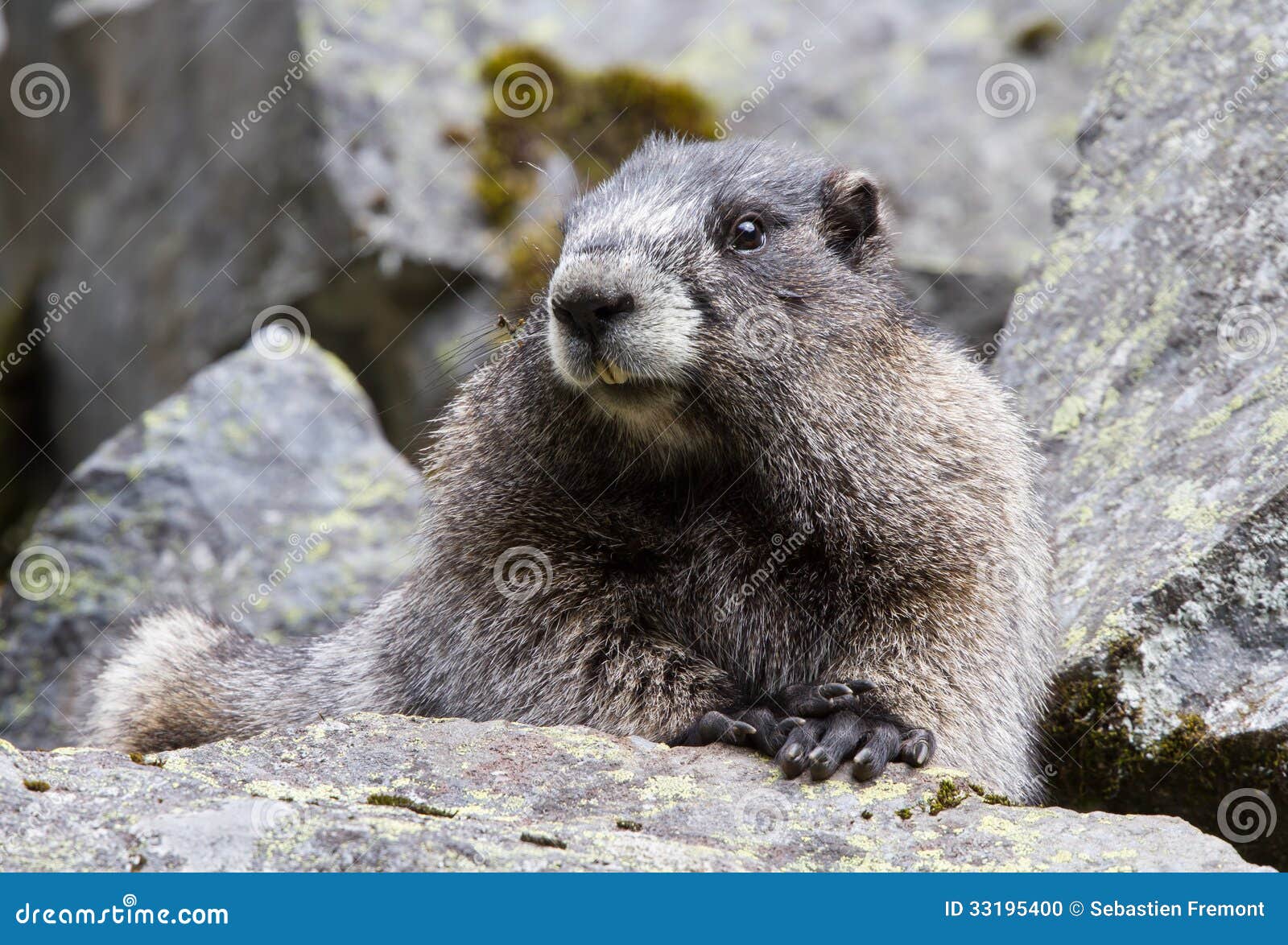 Portrait Hoary Marmot stock photo. Image of furry, specie - 33195400