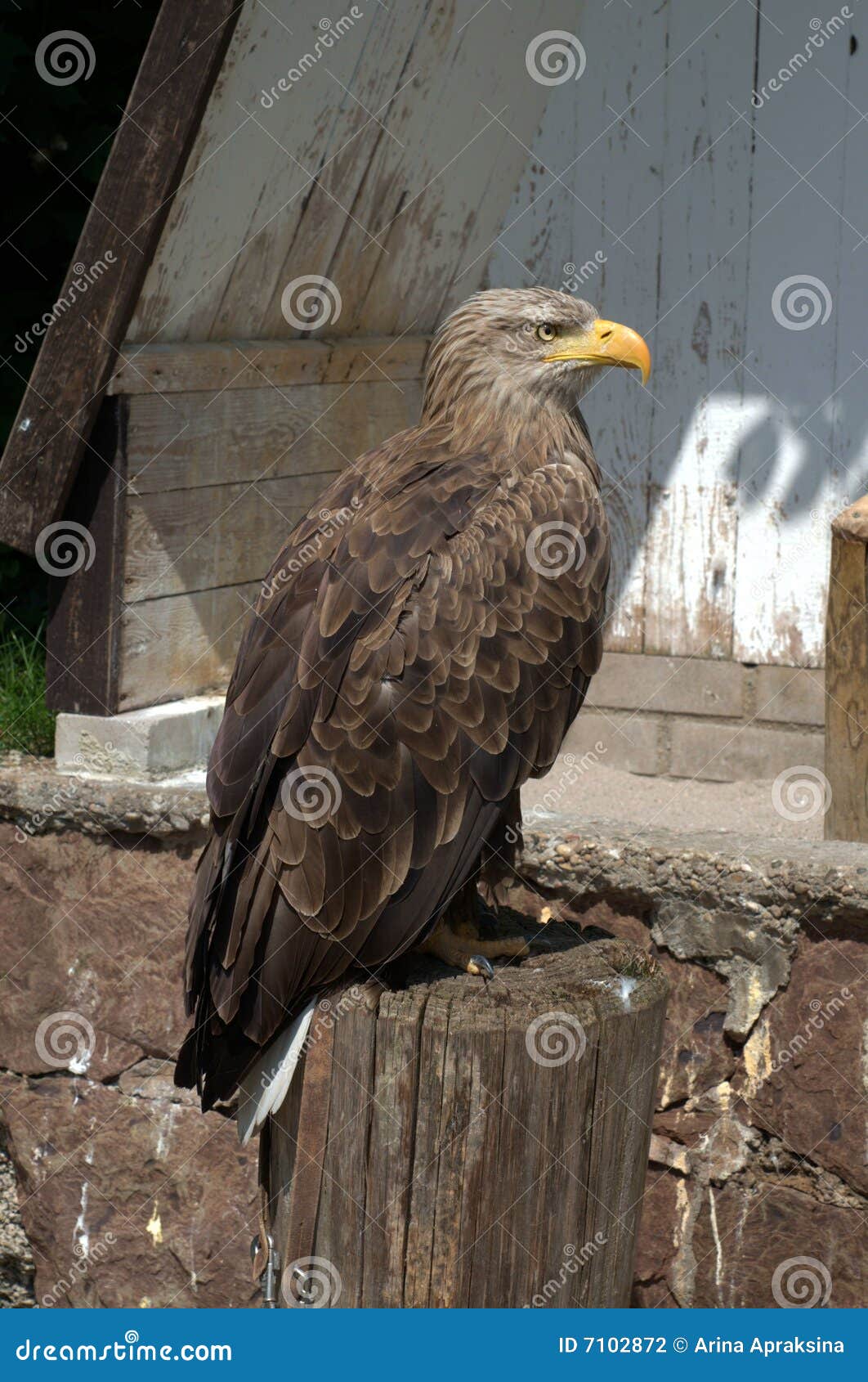 Portrait hollered stock photo. Image of ravenous, eagle - 7102872