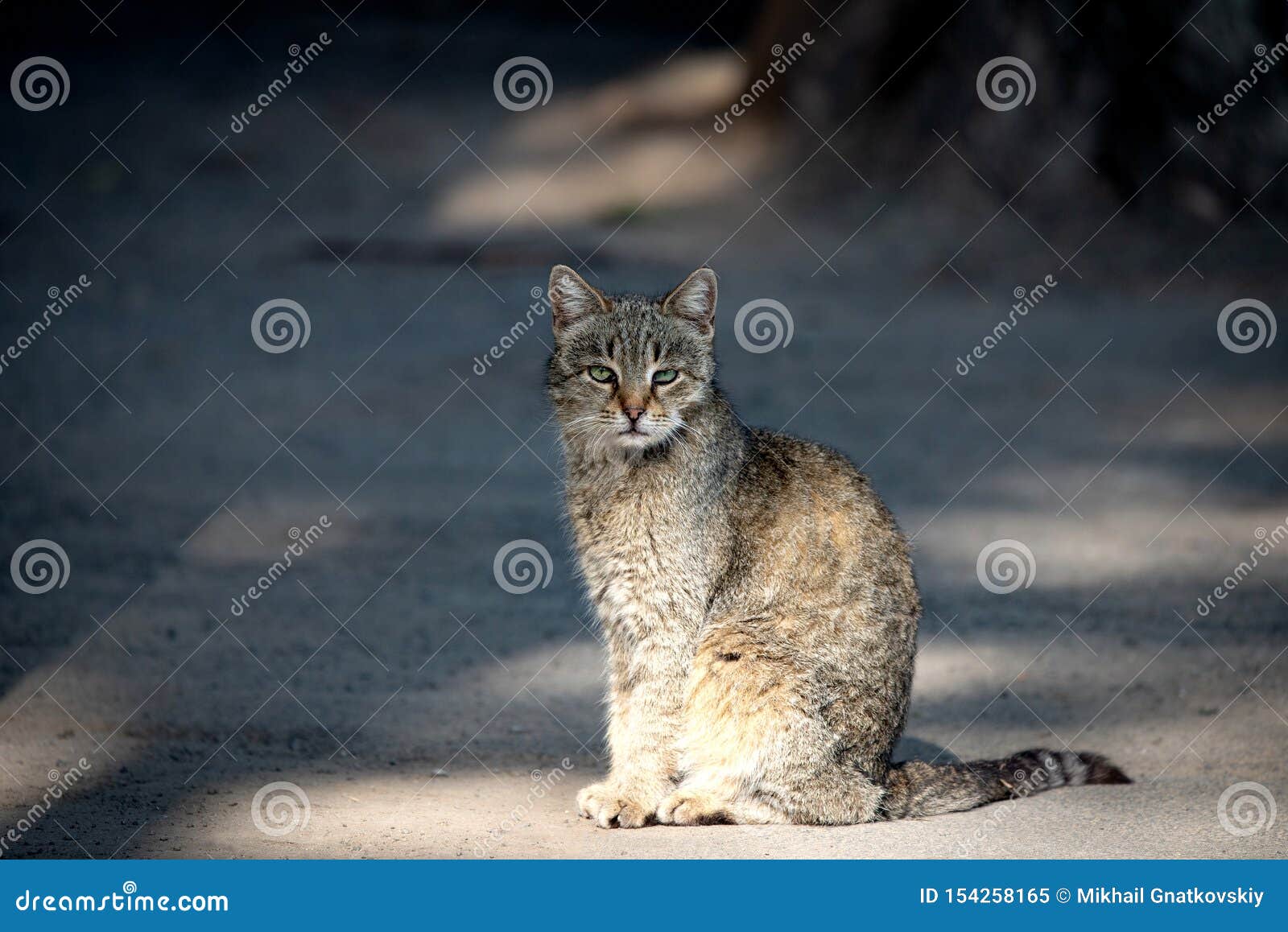 Portrait of Homeless Cat with Expressive Look and Emotion Face Stock ...