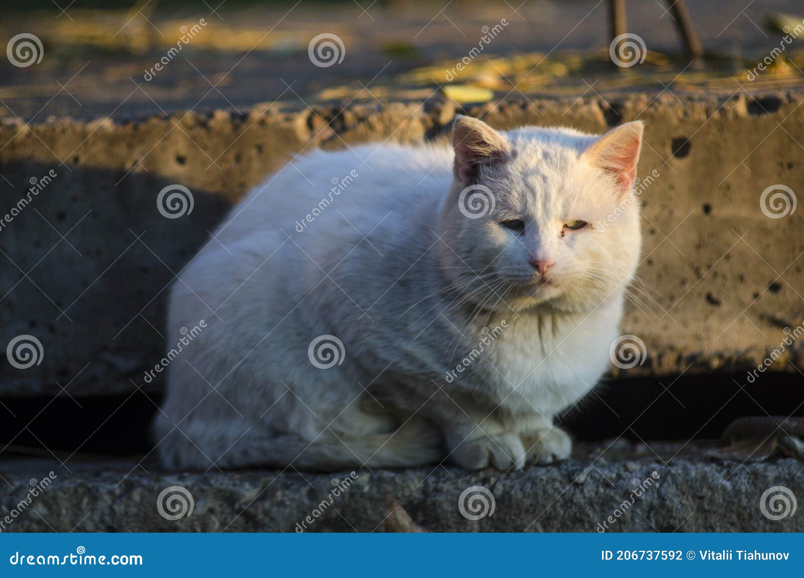 Portrait of a Homeless Sad Cat Stock Photo - Image of abandoned ...