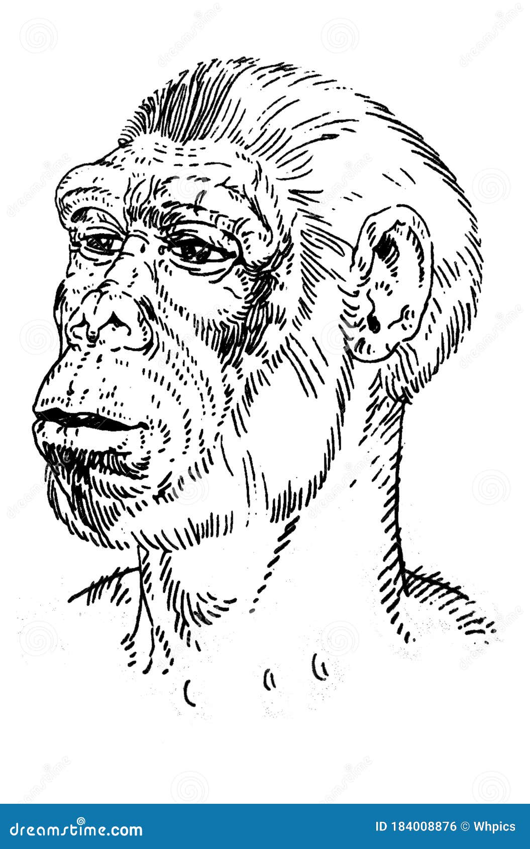 Hominin Stock Illustrations – 7 Hominin Stock Illustrations, Vectors ...