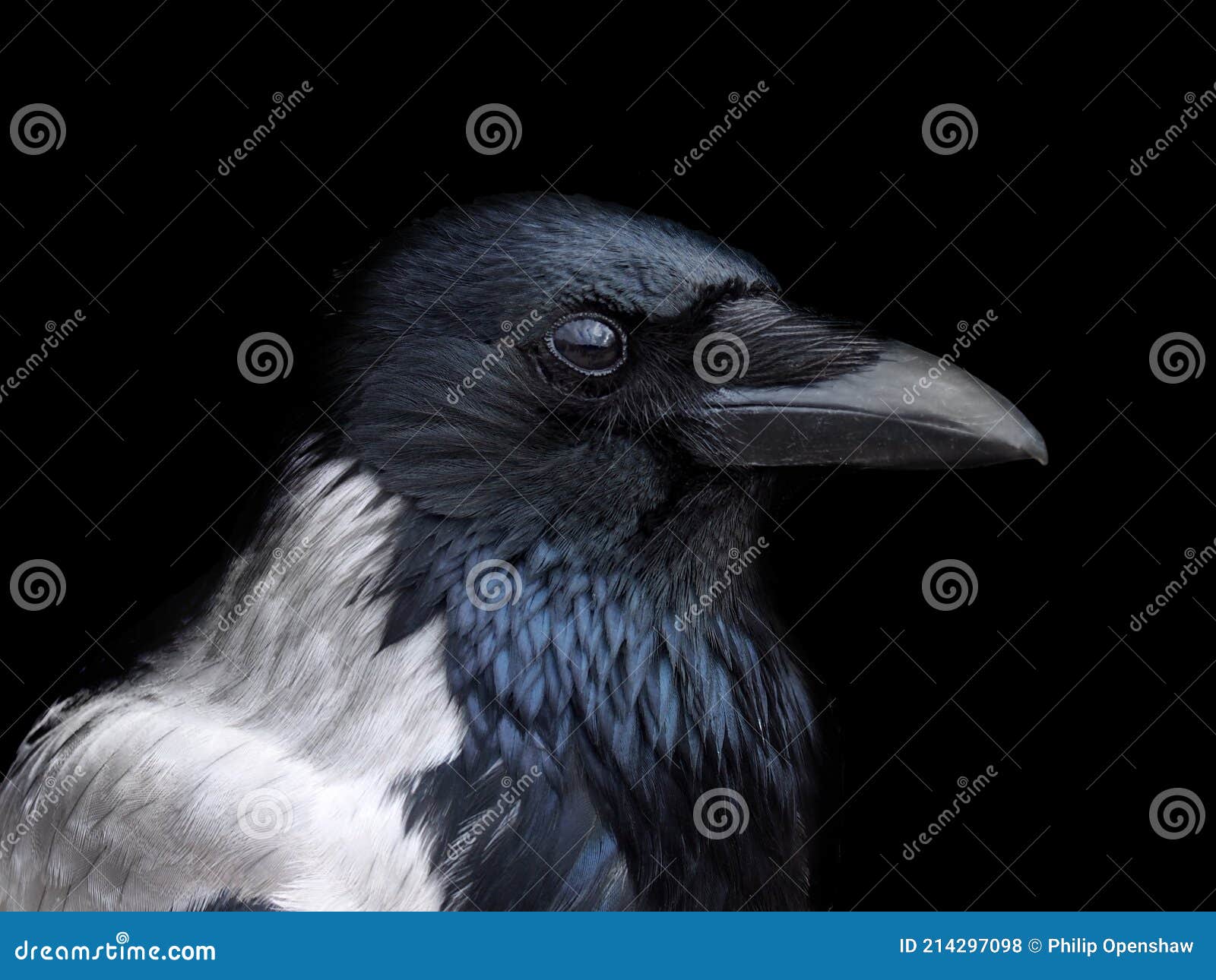 Portrait of a Hooded Crow in Close Up with Face in Profile Stock Photo ...