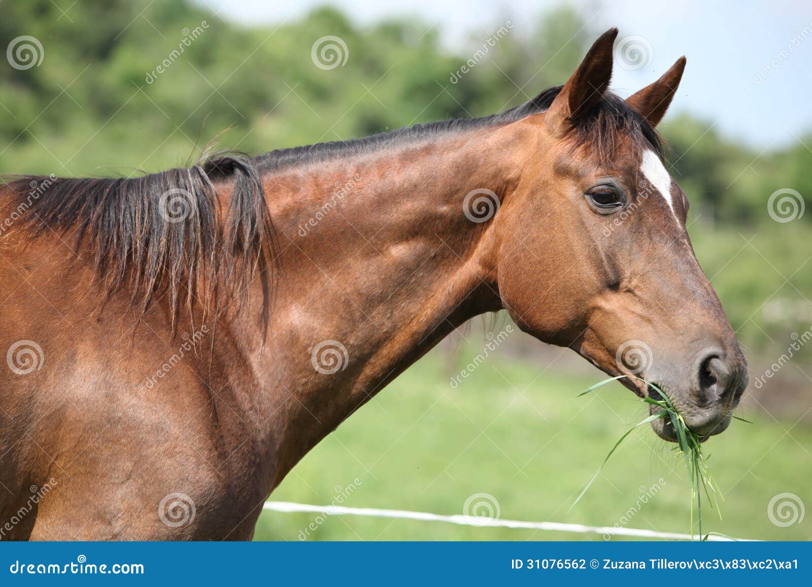 Portrait of horse eating stock photo. Image of inaction - 31076562