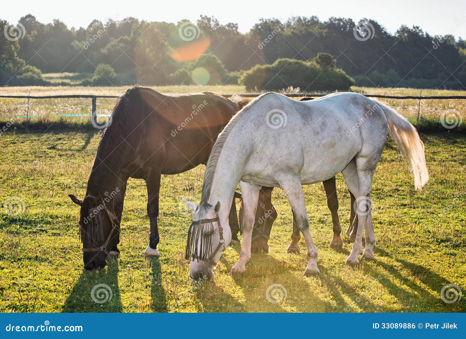 Portrait of a Horse Grazing Stock Photo - Image of rays, ranch: 33089886