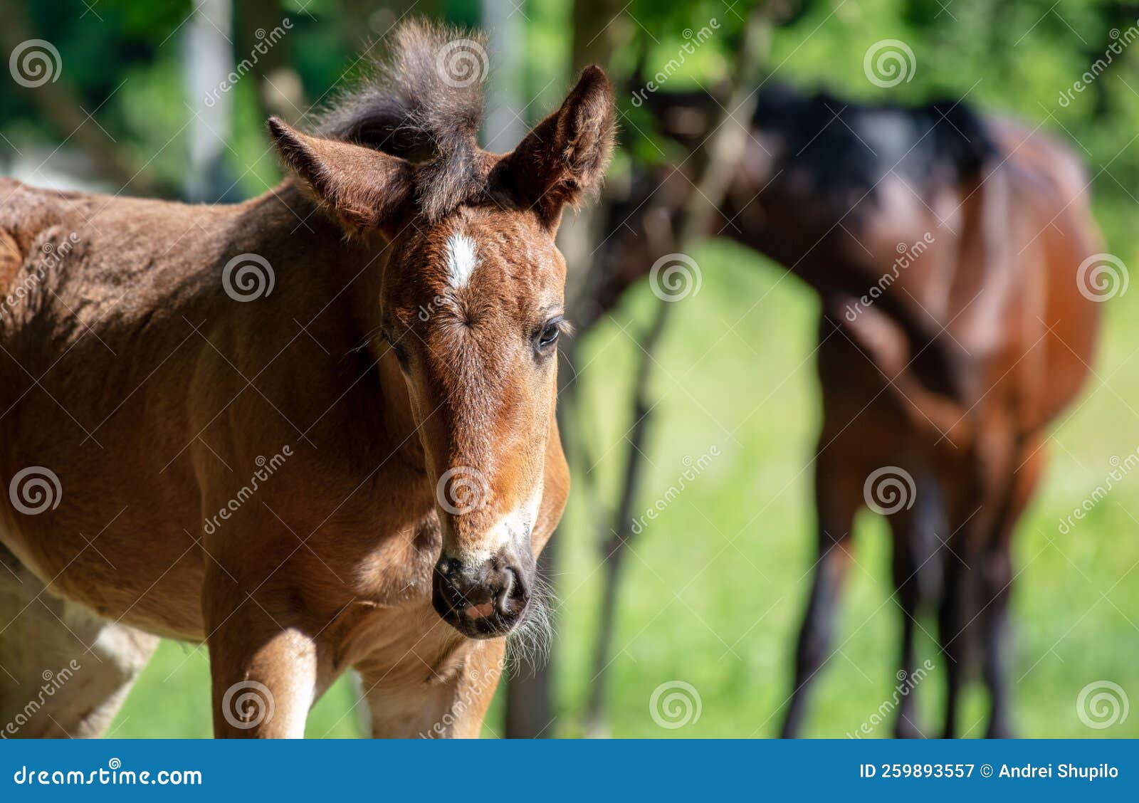 Portrait of a Horse in the Park. Stock Image - Image of mammal, field ...