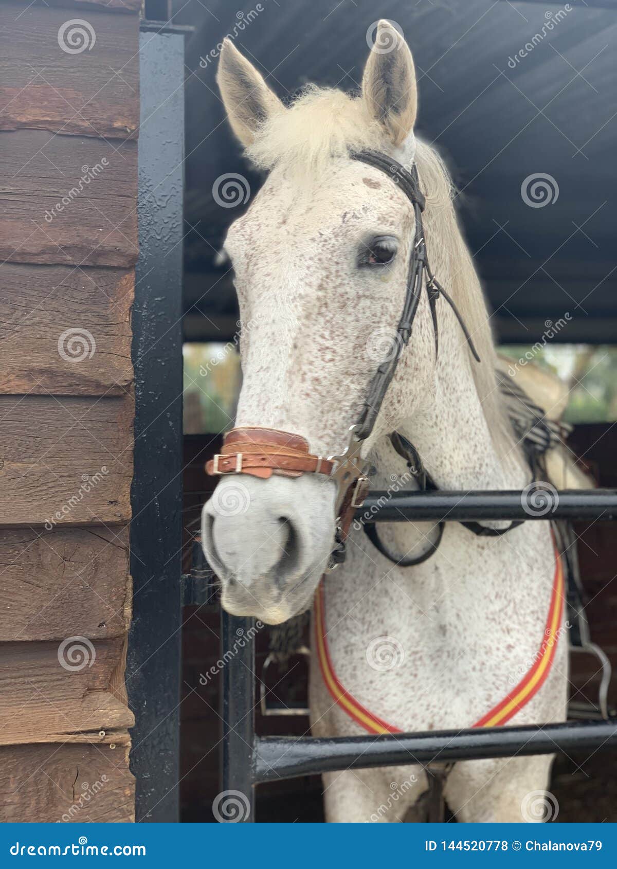A Portrait of a Horse Standing in the Stable Stock Photo - Image of ...
