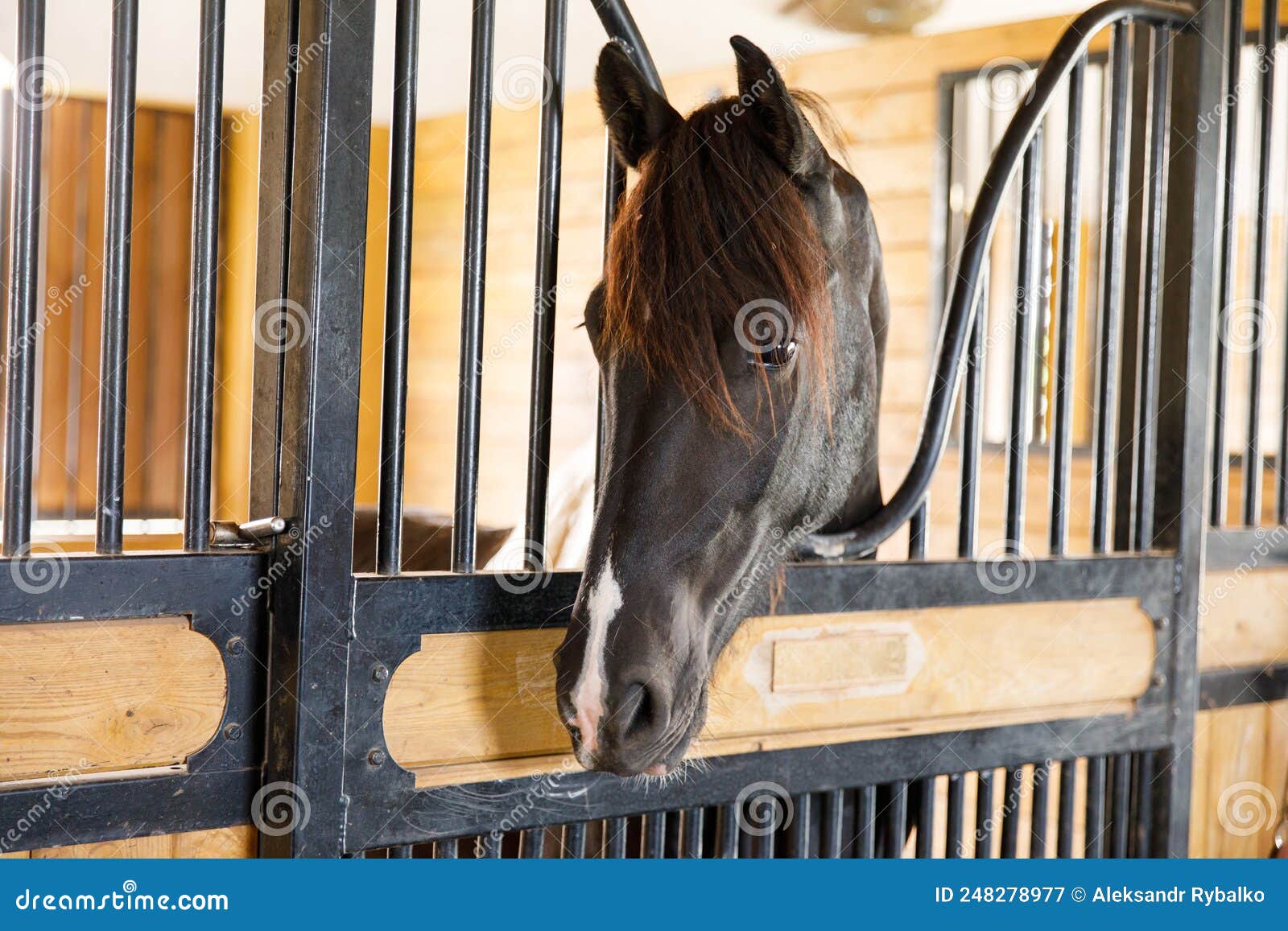 Portrait of a Horse Standing in a Stall. Stock Image - Image of riding ...