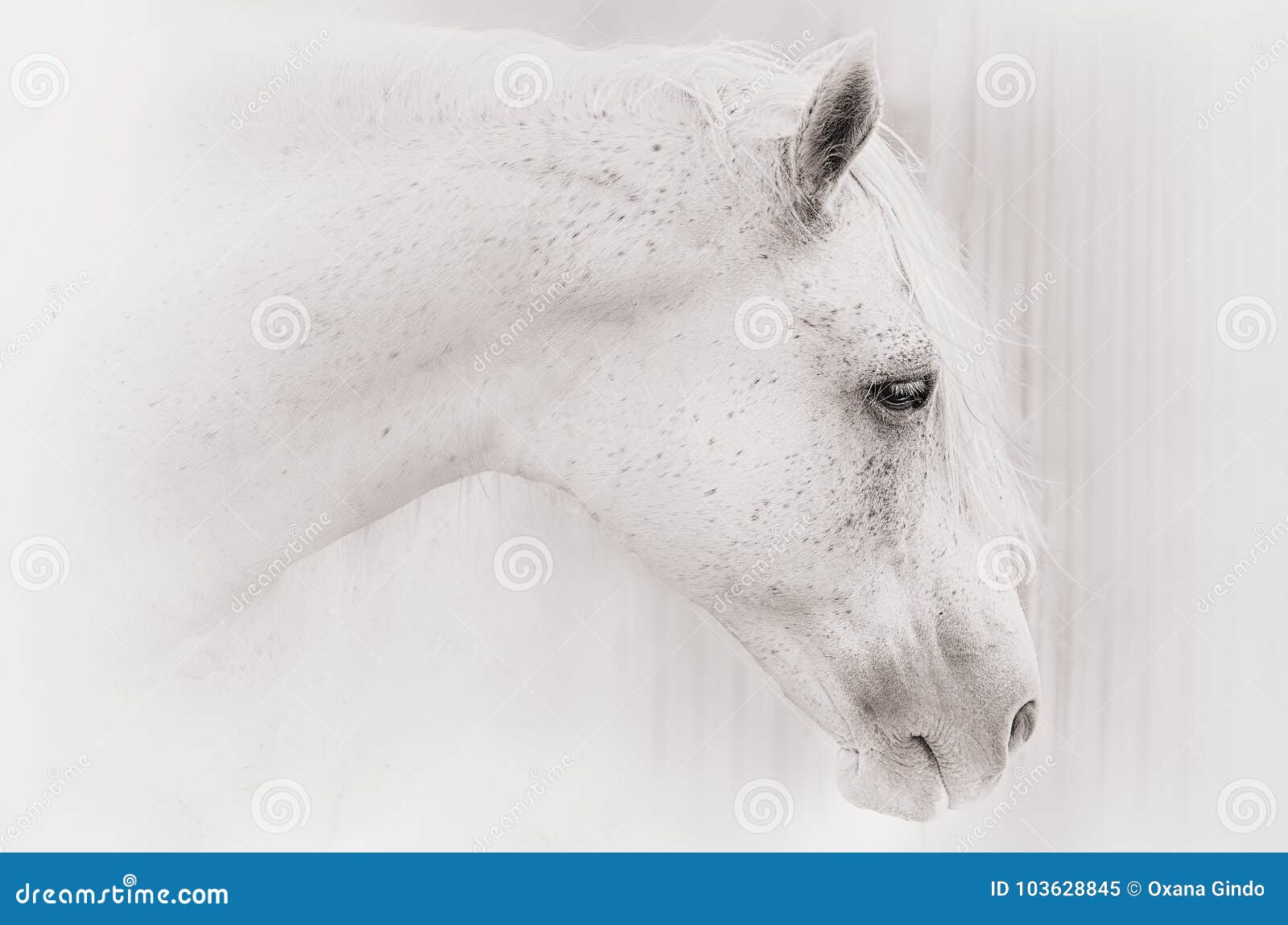 Portrait of a Horse in the White Key Stock Image - Image of group ...