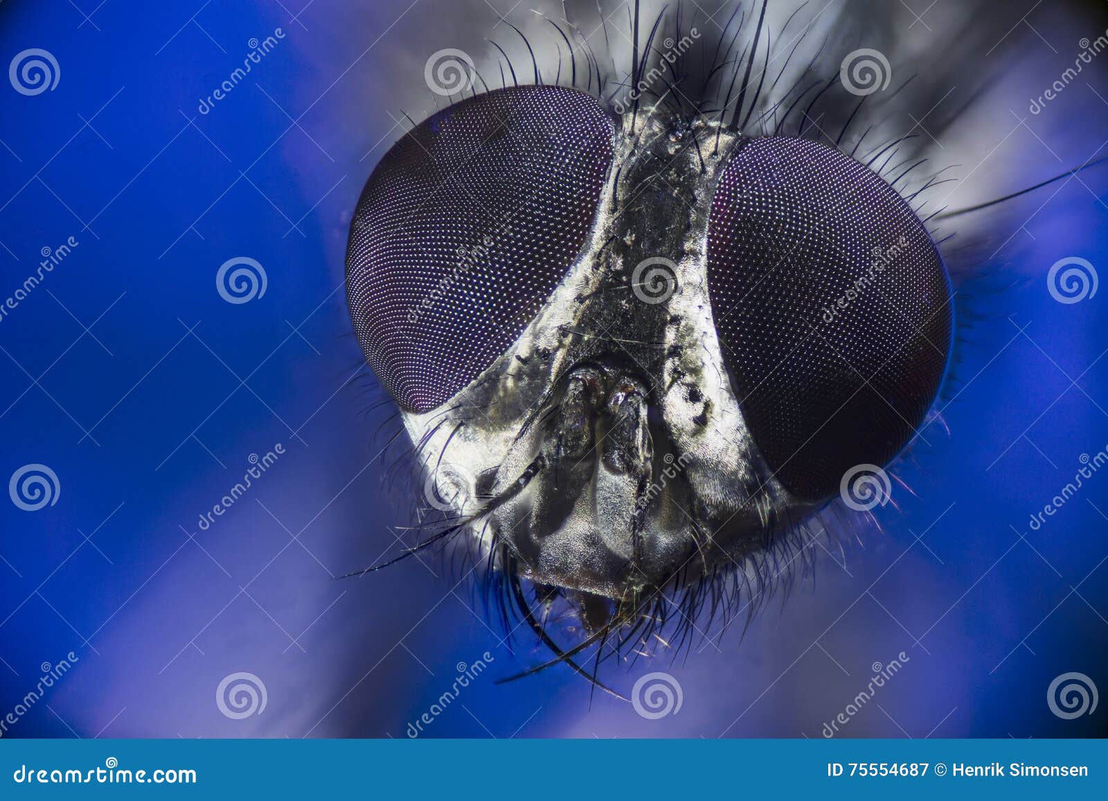 Portrait of Housefly on a Blue Background Stock Image - Image of close ...