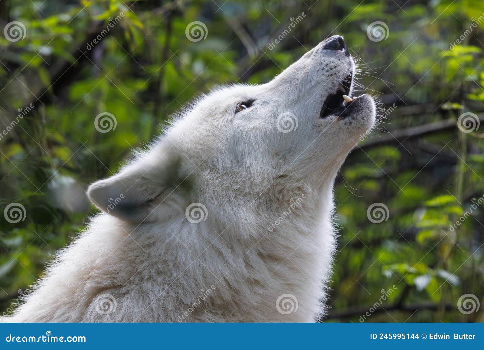 Portrait of a Howling White Wolf Stock Photo - Image of grass, lupus ...
