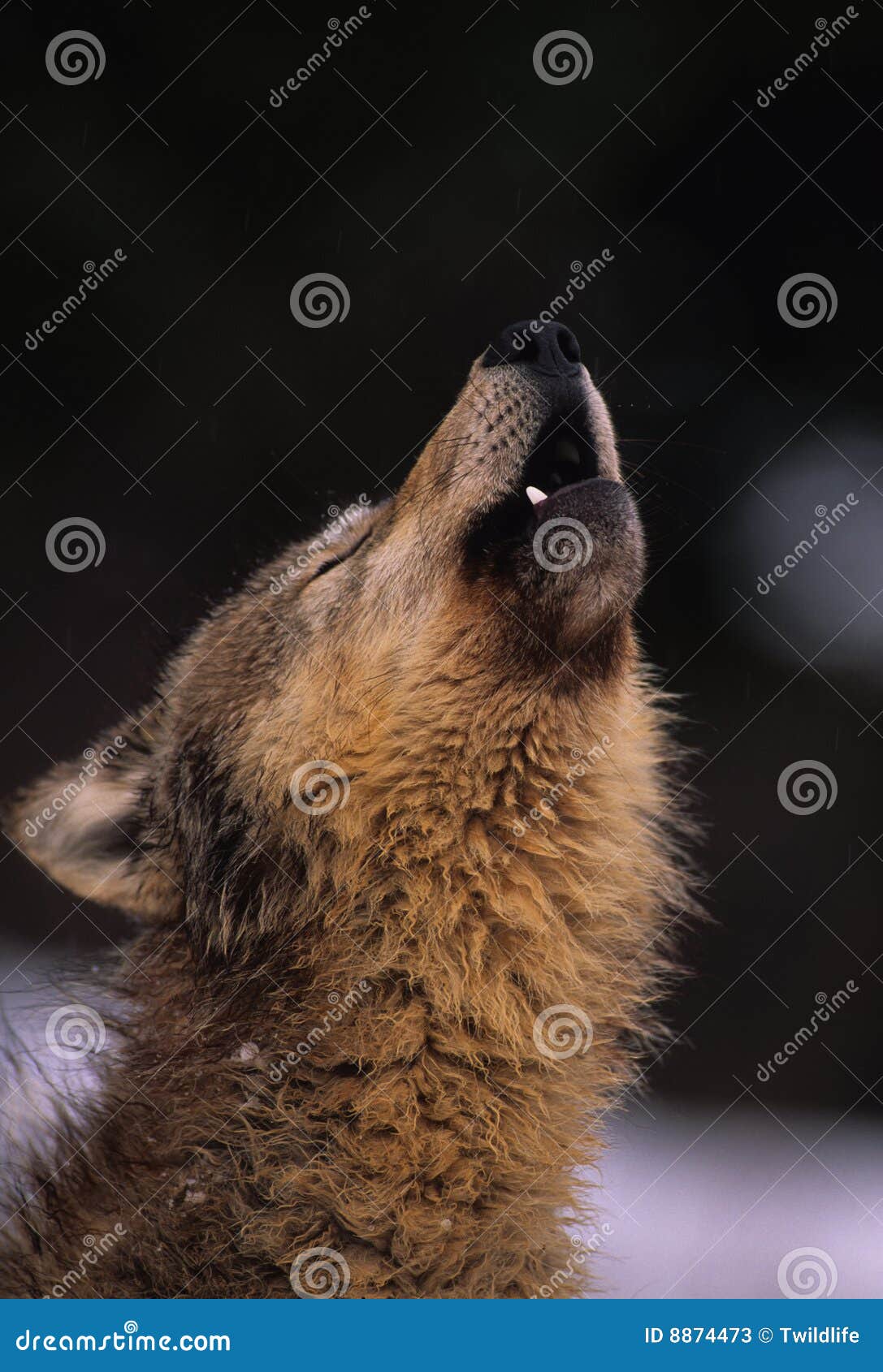 Portrait of howling Wolf stock image. Image of wolf, outdoors - 8874473