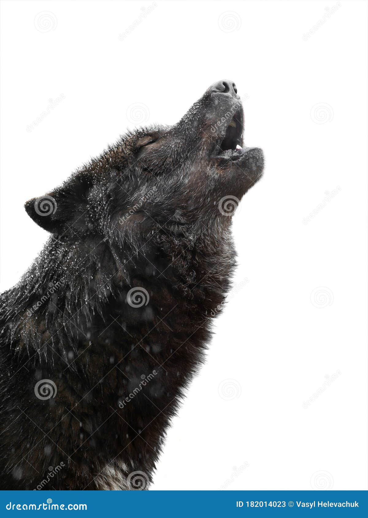 Portrait Howling Wolf Winter Isolated on a White Stock Image - Image of ...