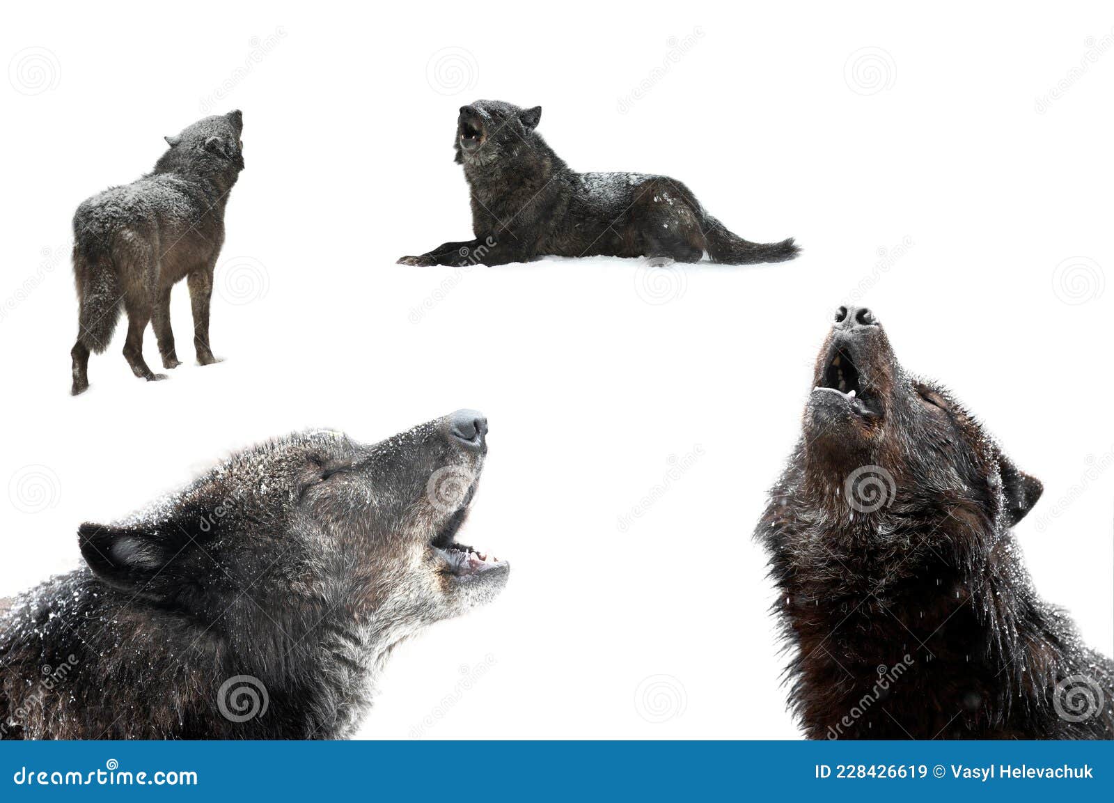 Portrait Howling Wolf Winter Isolated on a White Stock Image - Image of ...