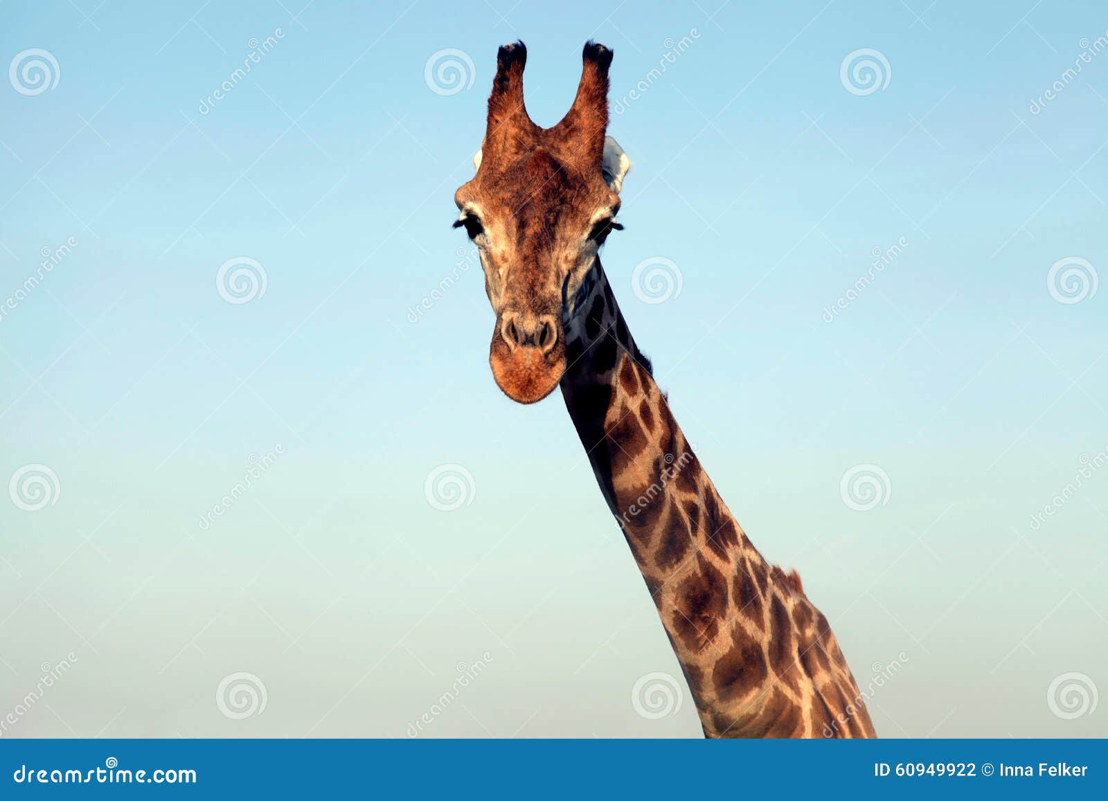 Portrait of a Huge Giraffe Neck and Face Stock Photo - Image of nature ...