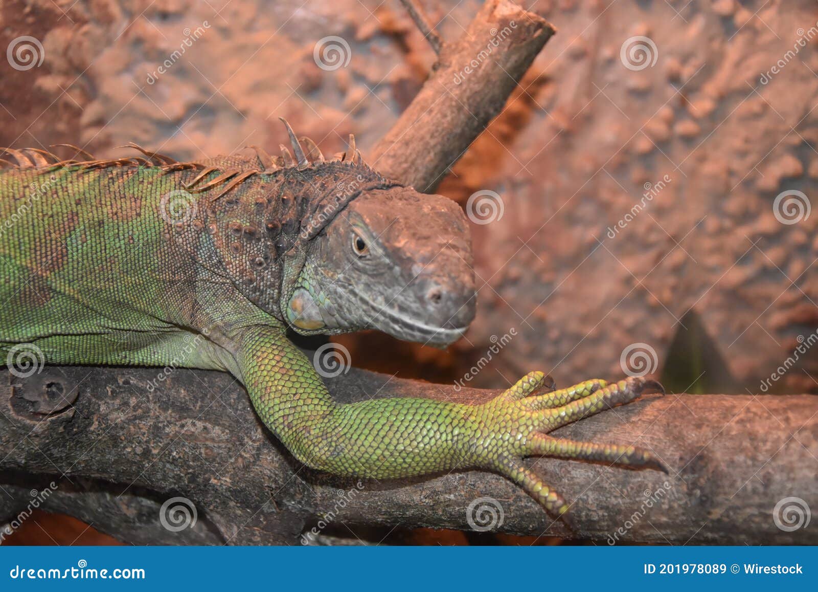 A Huge Lizard Stands On A Wall Stock Photography | CartoonDealer.com ...