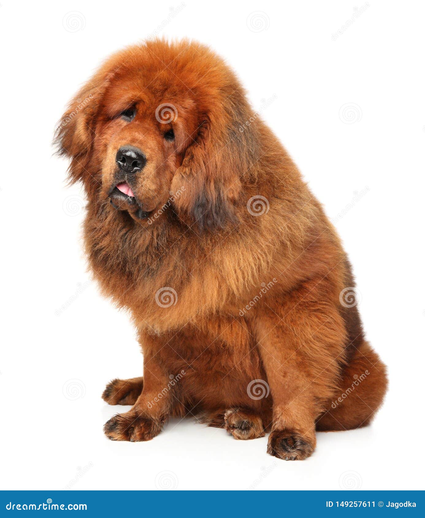 Portrait of Huge Red Tibetan Mastiff Stock Image - Image of fluffy ...