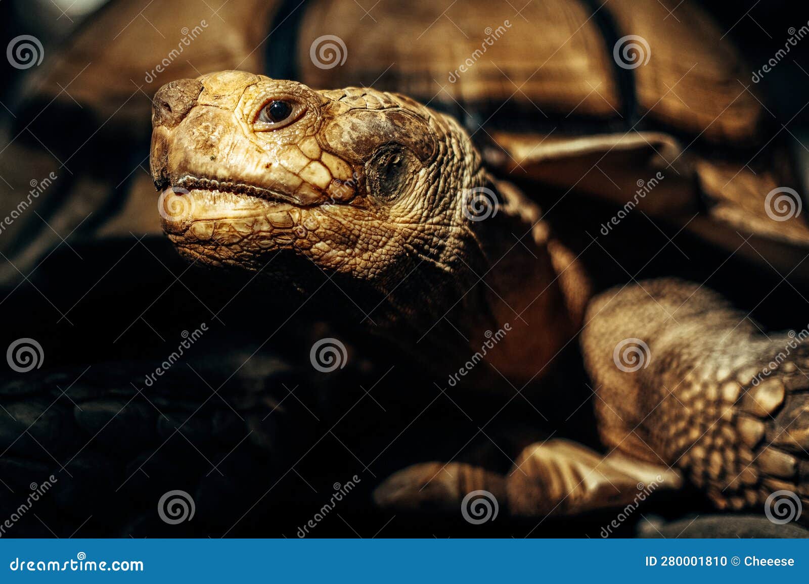 Portrait of a Huge Turtle with Beautiful Light Stock Photo - Image of ...