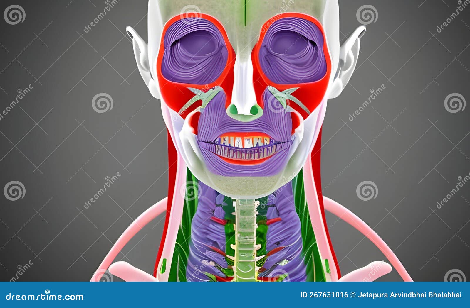 Portrait of Human Anatomical Models Isolated, Often Used Tools for ... Portrait of Human Anatomical Models Isolated, Often Used Tools for ...