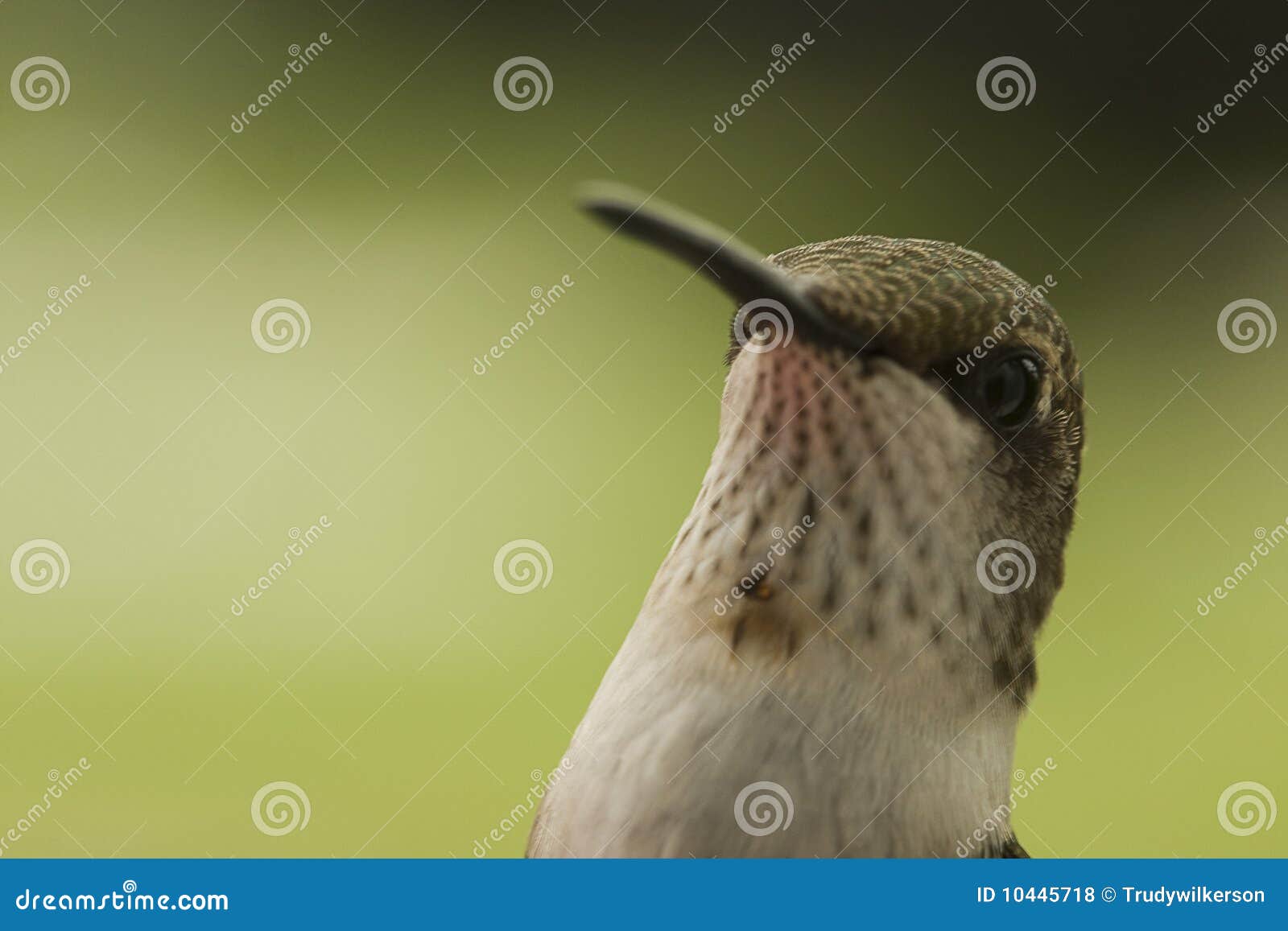 Portrait of a Hummingbird stock photo. Image of closeup - 10445718