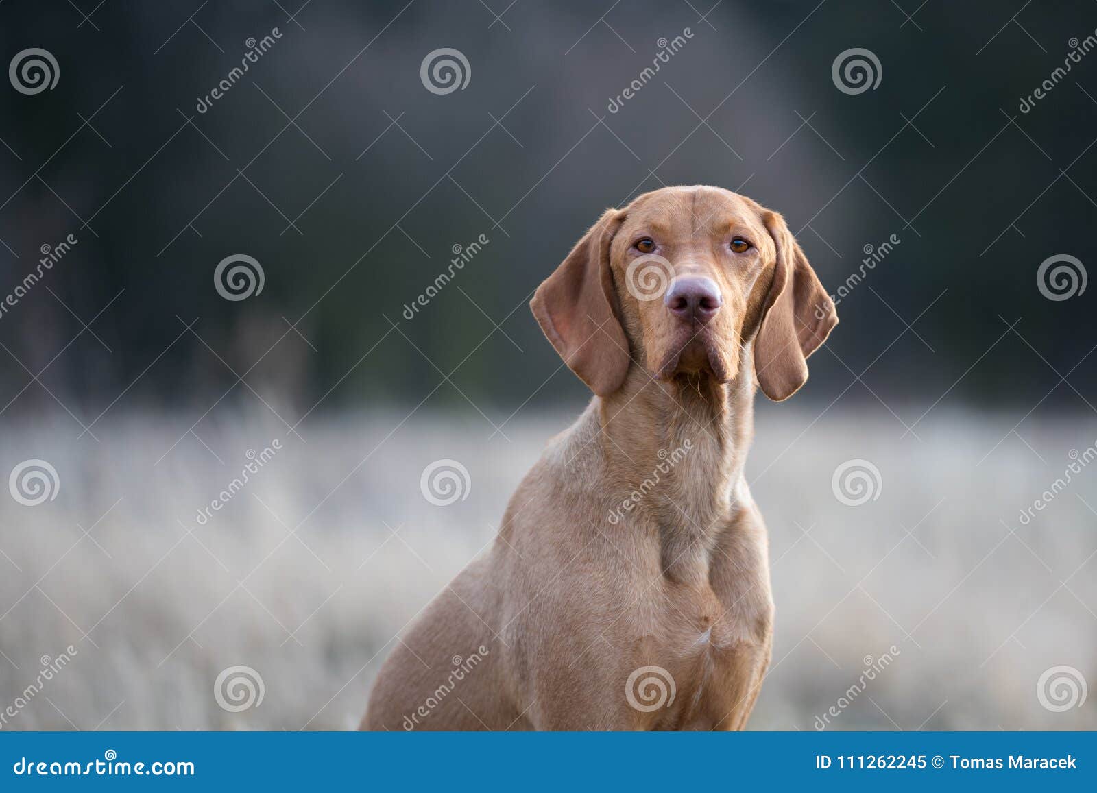 Portrait of Hungarian Vizsla Pointer Dog in Evening Sunset Stock Image ...