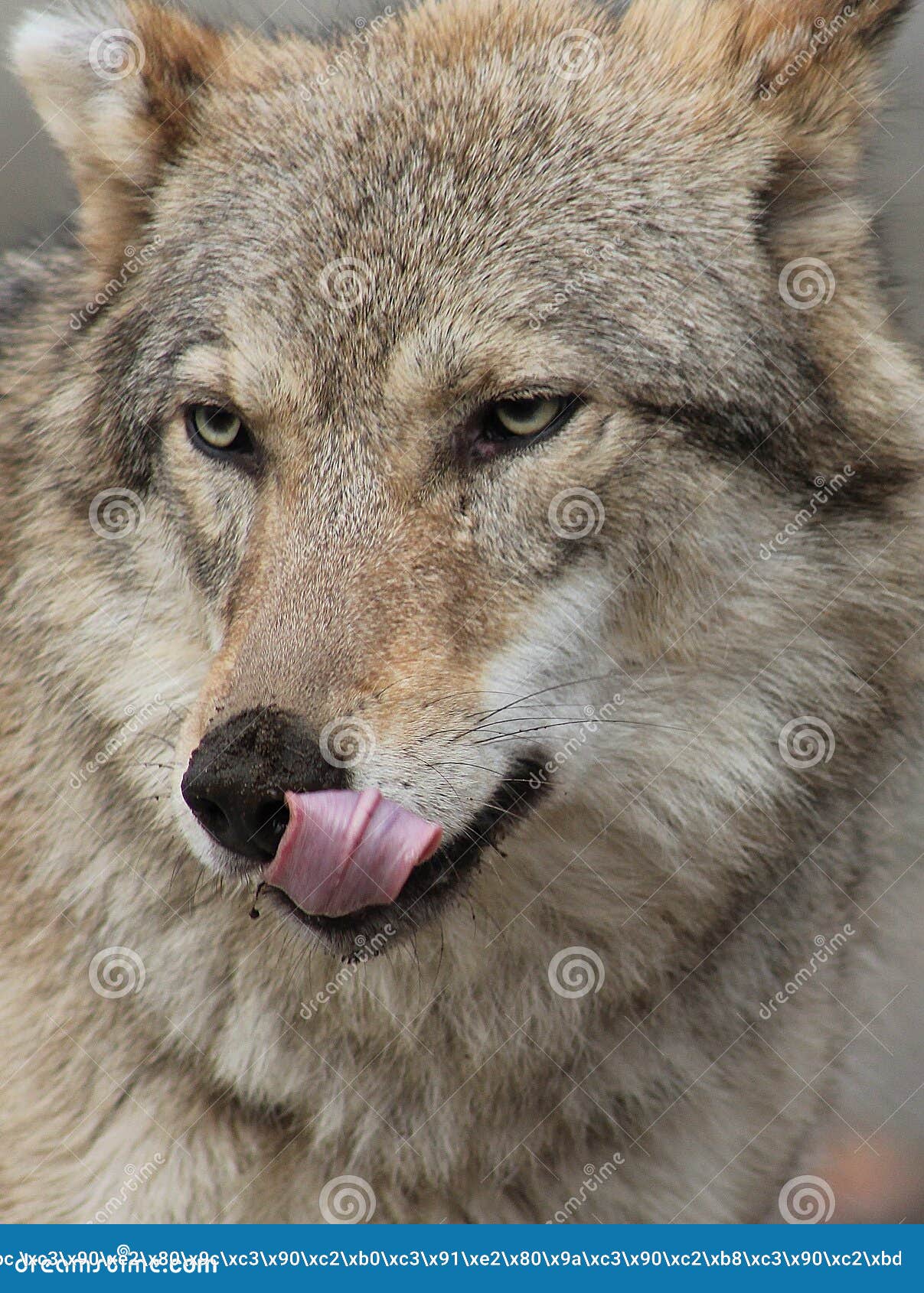 Portrait of a Big Grey Wolf Stock Photo - Image of animal, face: 240003260