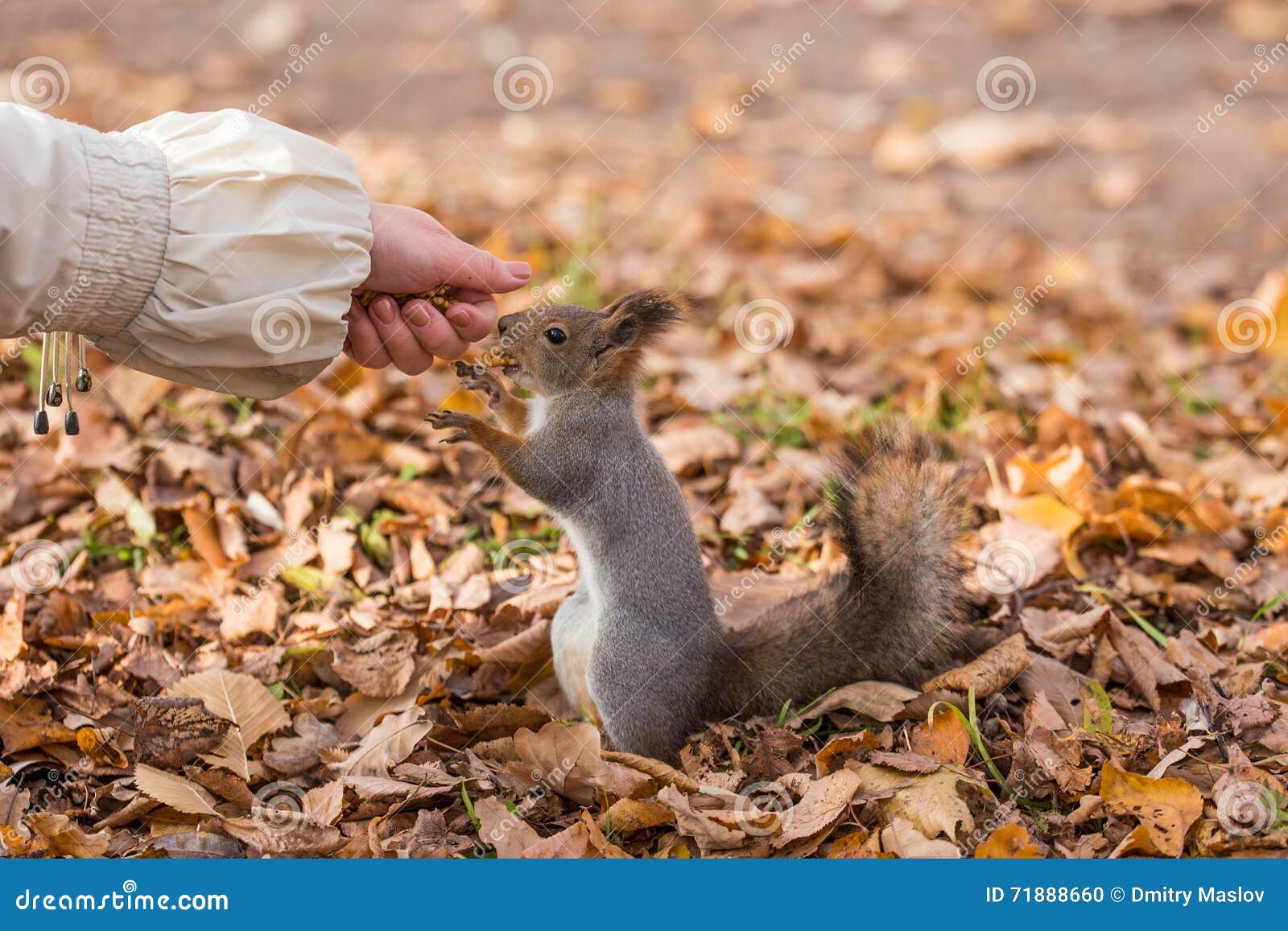 Portrait of a Hungry Squirrel Stock Photo - Image of brown, closeup ...