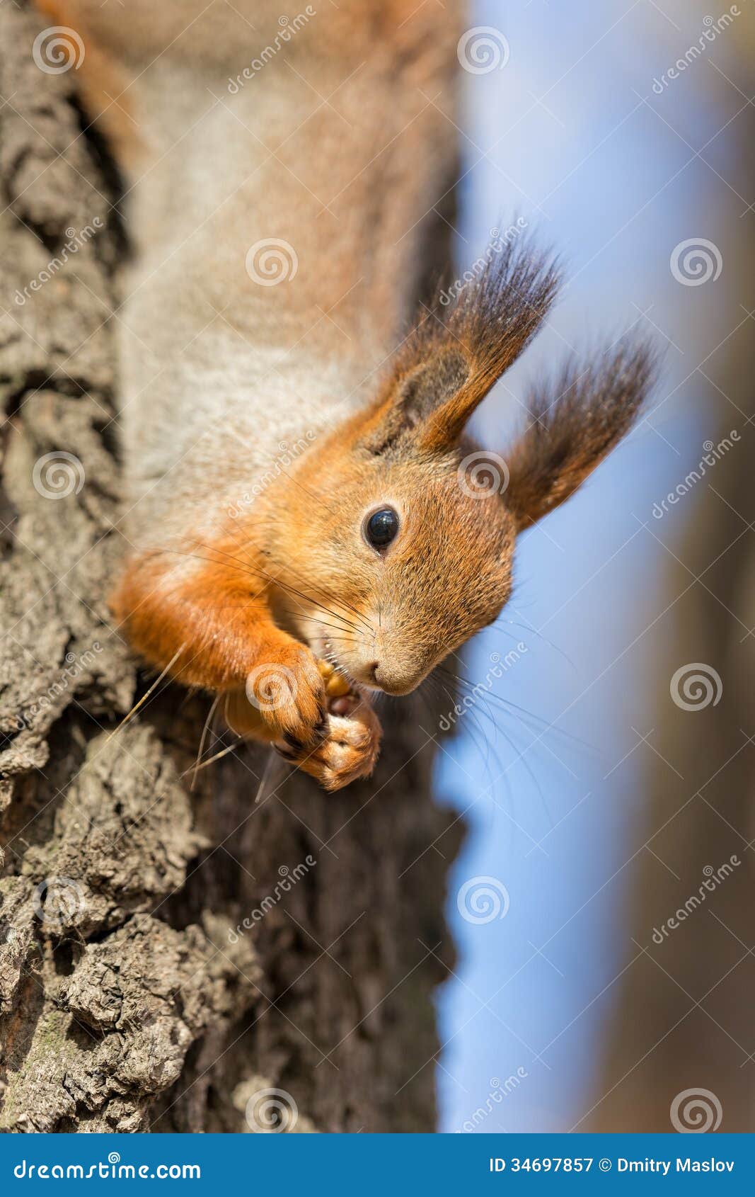 Portrait of a Hungry Squirrel Stock Image - Image of bark, fluffy: 34697857