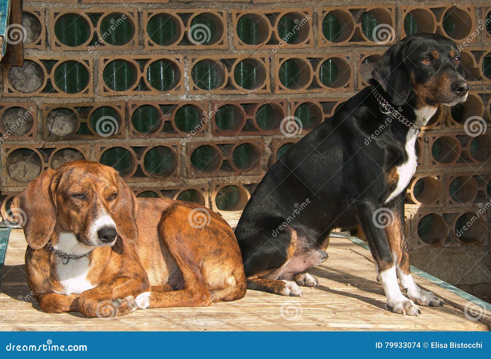 Portrait of hunting dogs stock photo. Image of sitting - 79933074