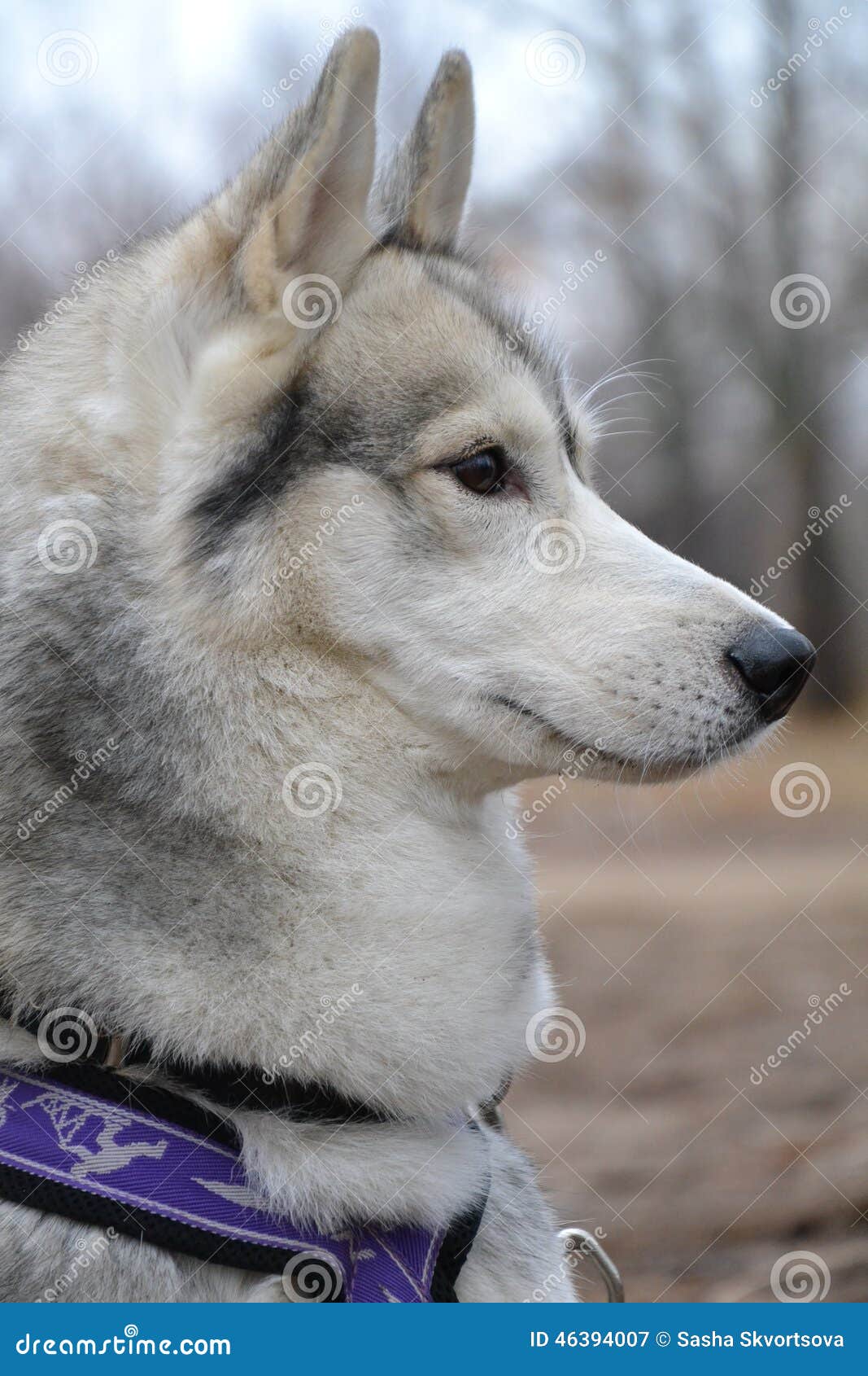 Portrait of Huskies stock image. Image of furry, eyes - 46394007