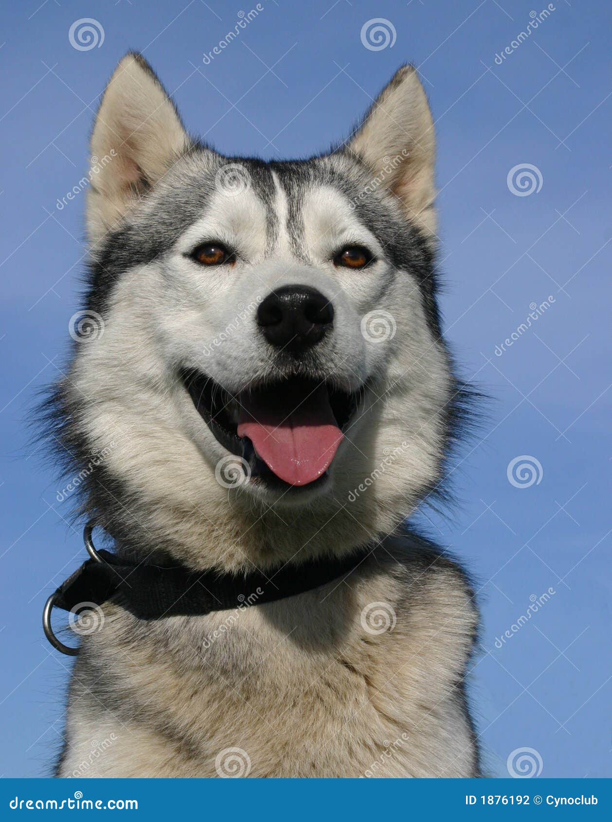 Portrait of husky stock photo. Image of soft, beautiful - 1876192