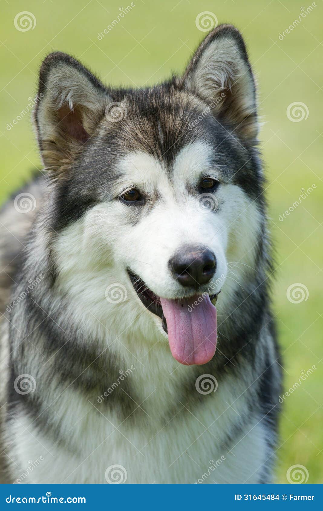Portrait husky stock photo. Image of breed, summer, adorable - 31645484