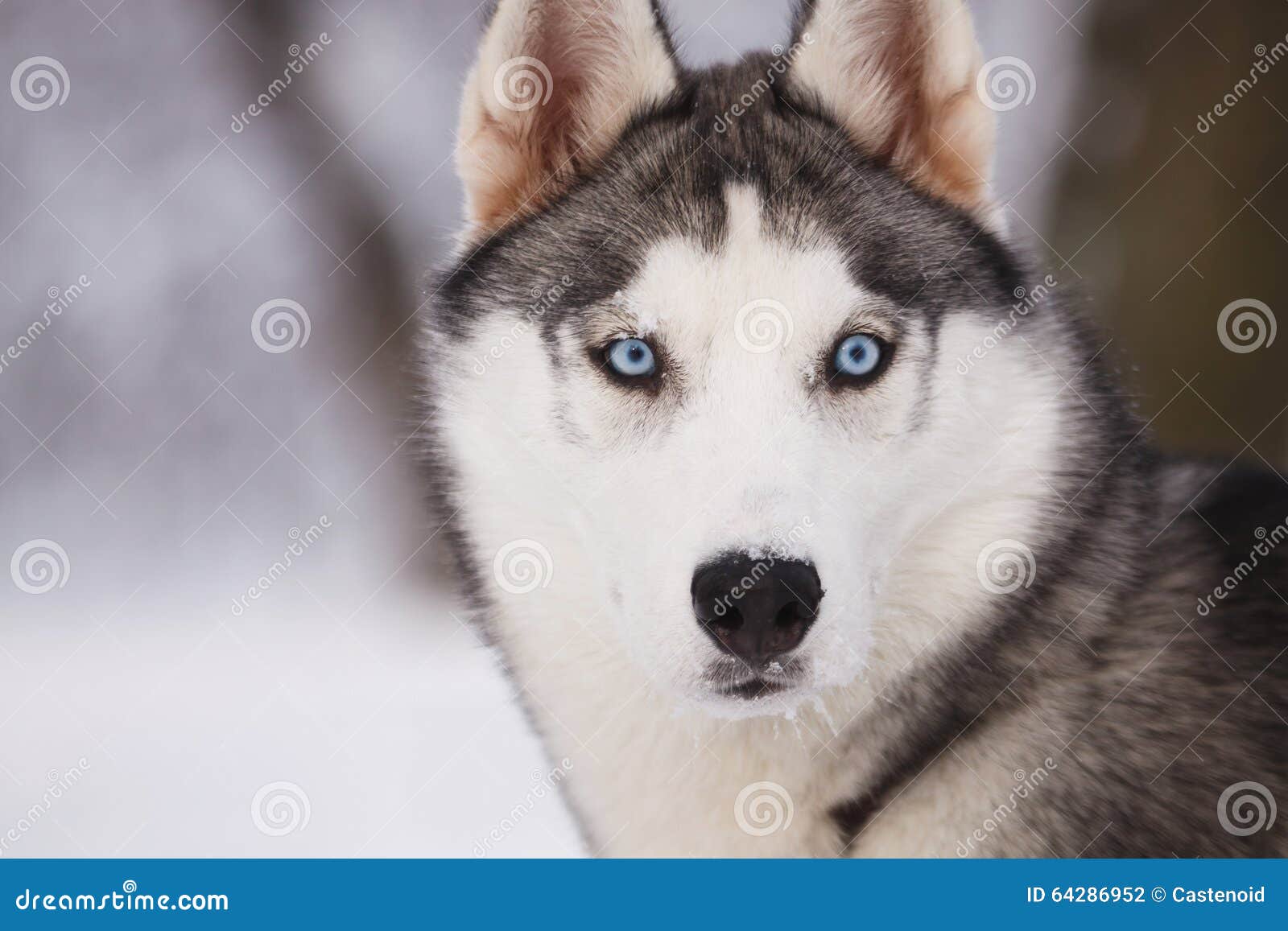 Portrait of a husky stock photo. Image of posing, horizontal - 64286952