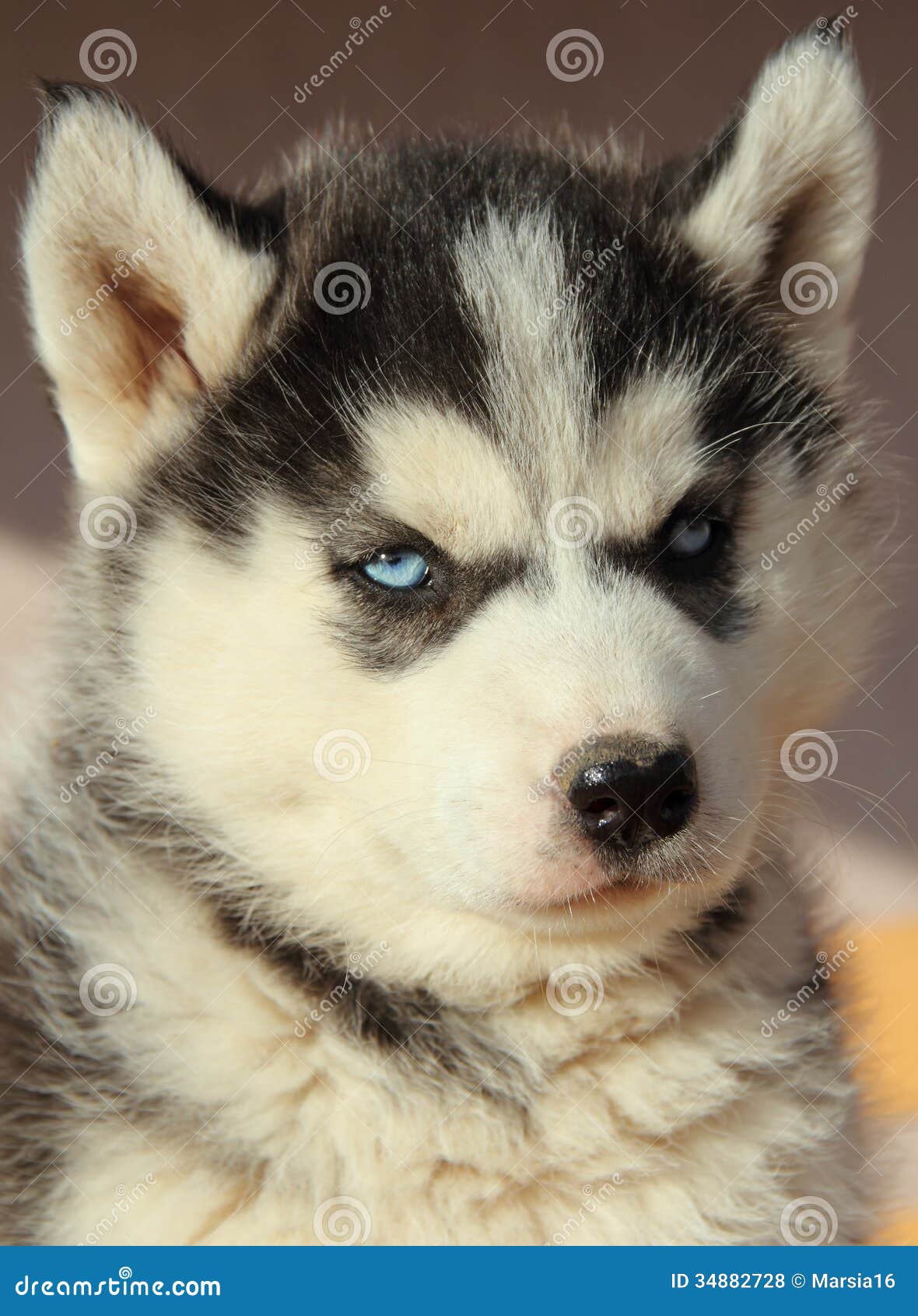 Portrait of husky puppy stock photo. Image of huskies - 34882728