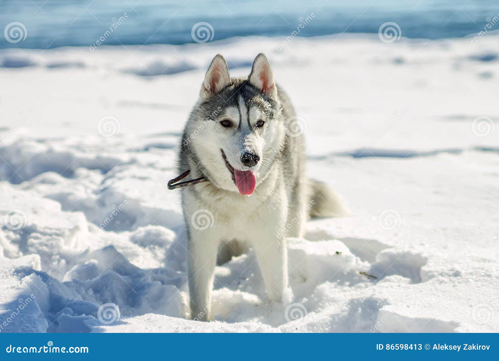 Portrait of Husky Puppy in Winter in Snow Stock Image - Image of hasky ...