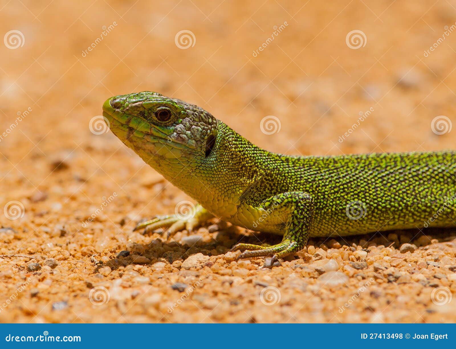 Portrait of an Iberian Emerald Lizard Stock Photo - Image of cautious ...