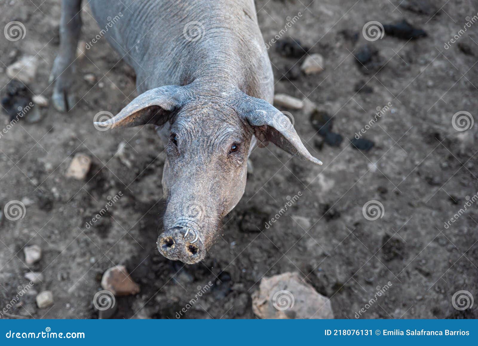 Portrait Of Iberian Pig On The Farm Looking At The Camera Royalty-Free ...